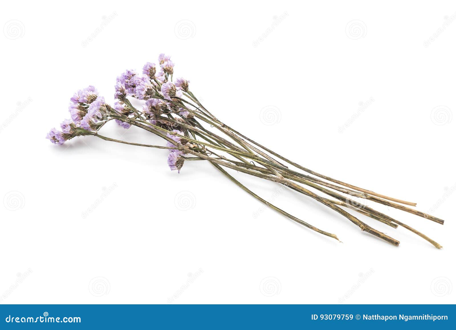 Dried Statice Flowers In Glass Vase By The Orange Loft Wall. Summer ...
