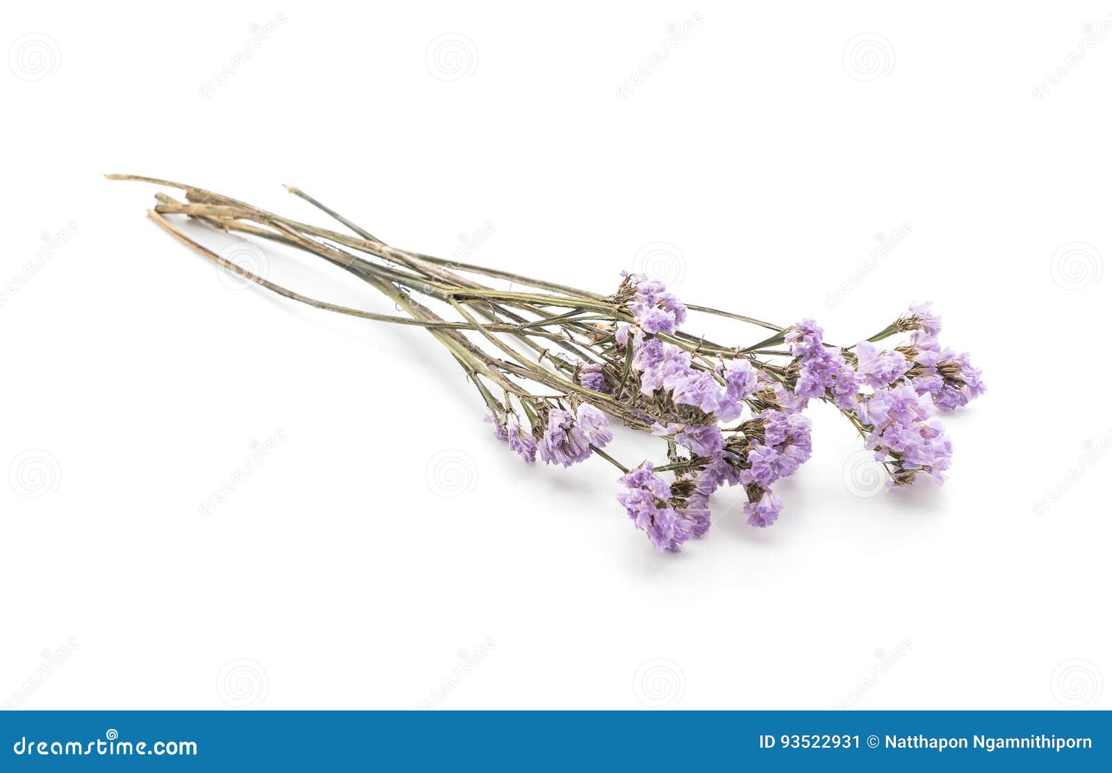 Dried statice on white stock image. Image of garden, violet - 93522931