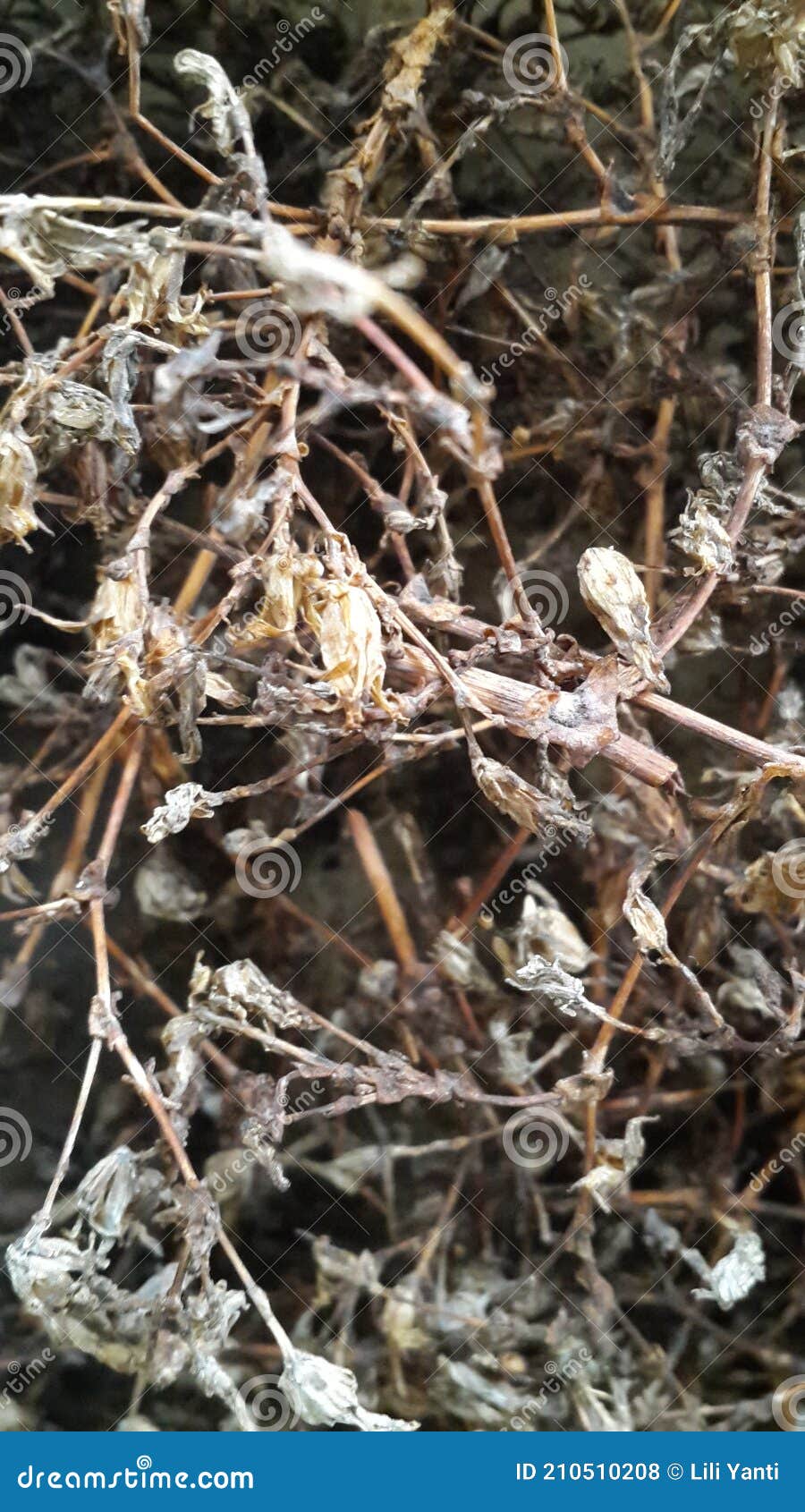 Dried Stems And Leaves Of A Medicinal Plant As Tea Leaves Stock Image ...