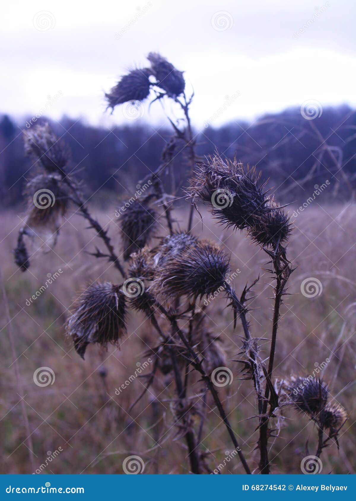 Dried Stems and Flower Buds of Thistle in a Field Stock Photo - Image ...
