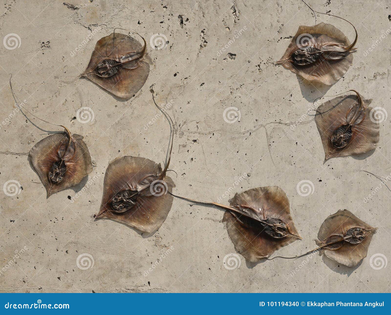 Dried stingray stock photo. Image of sting, stingray - 101194340