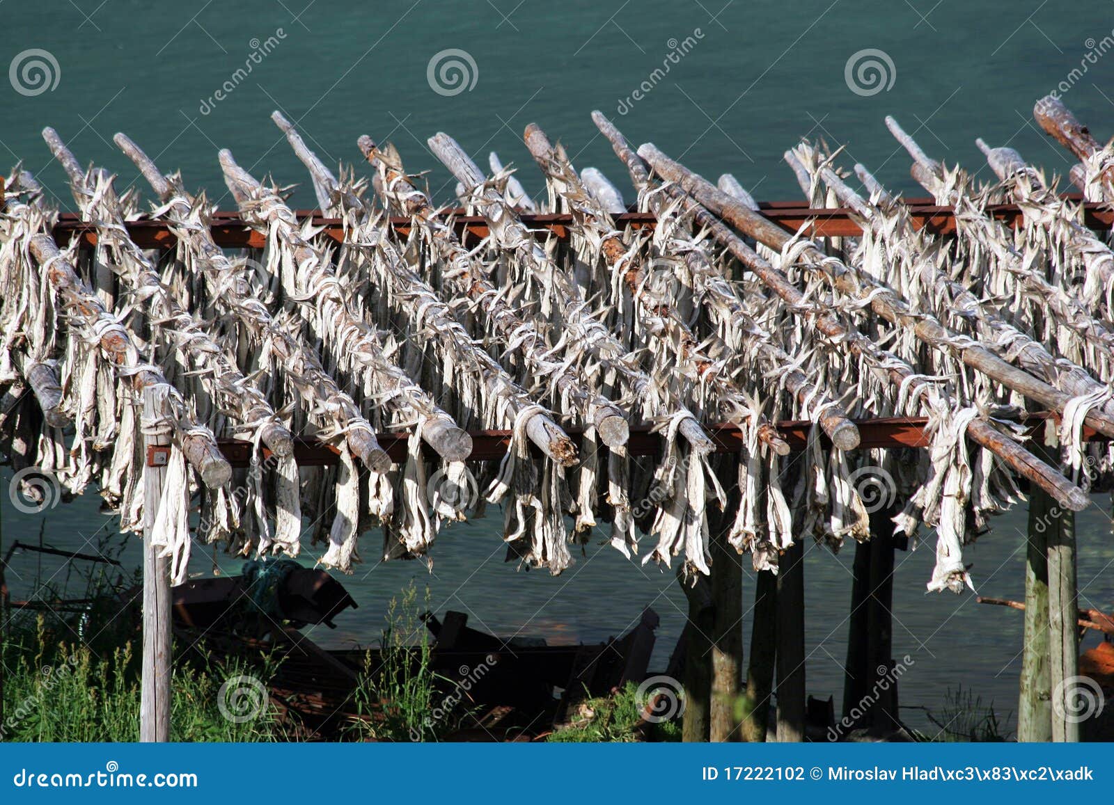 Dried stockfish stock photo. Image of island, animal - 17222102