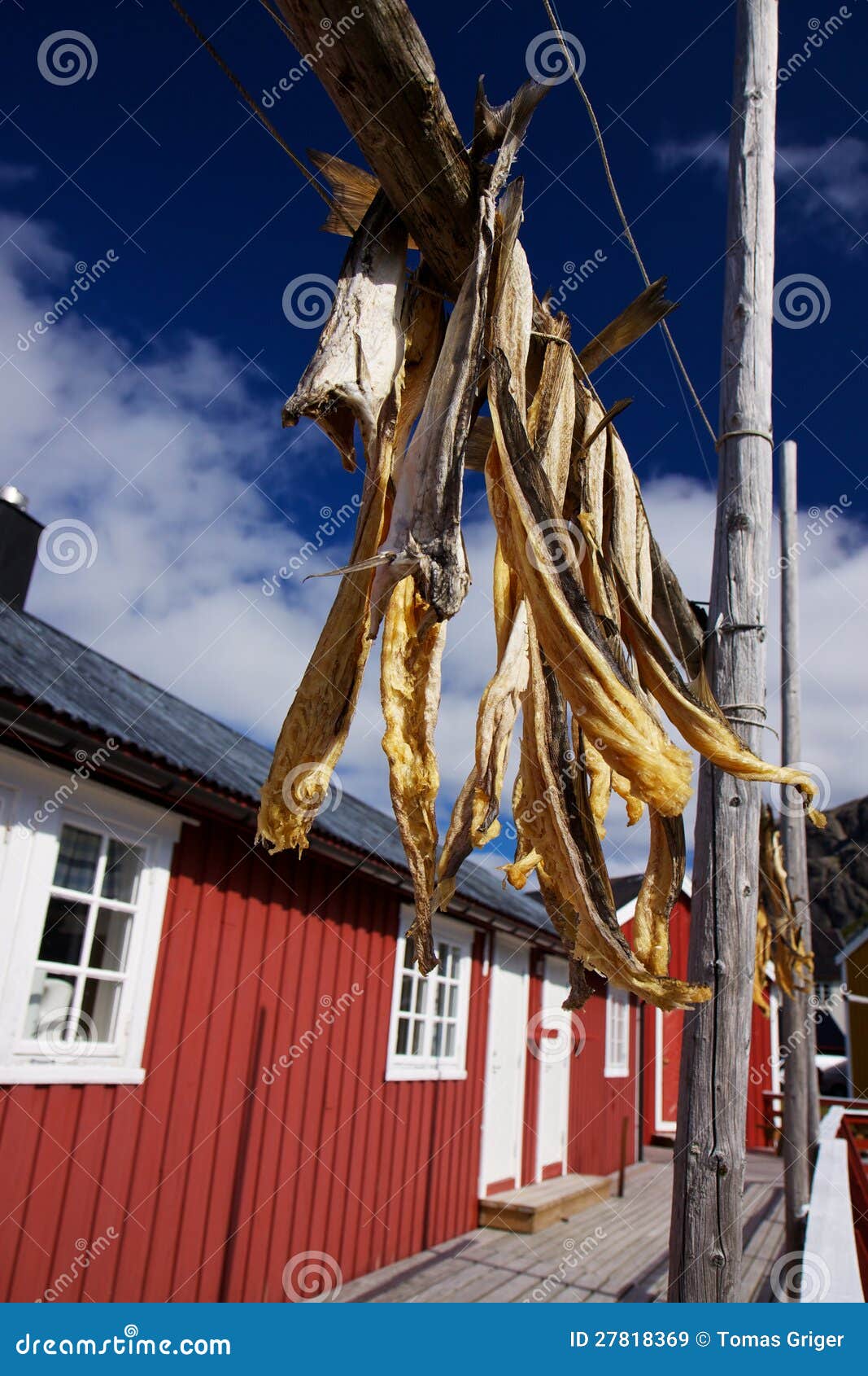 Dried stockfish on Lofoten stock image. Image of fishing - 27818369