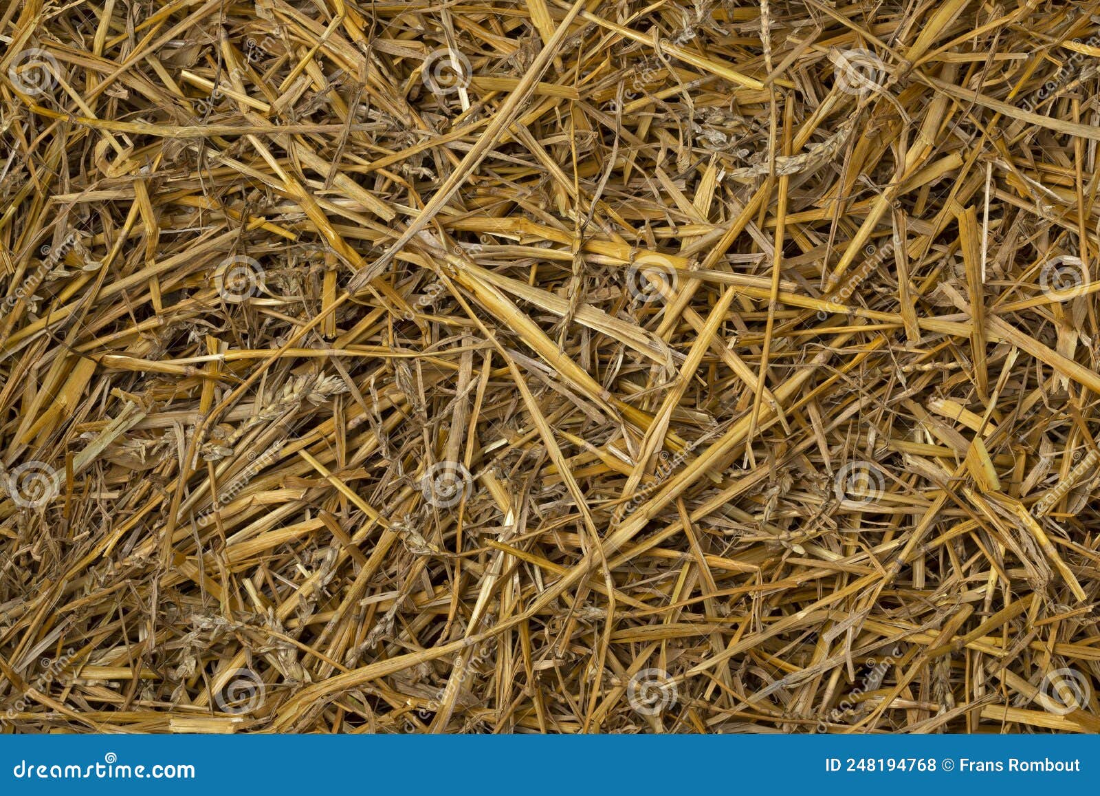 Dried Straw Plants Pack For Wall, Roof, Hut. Abstract Textured ...