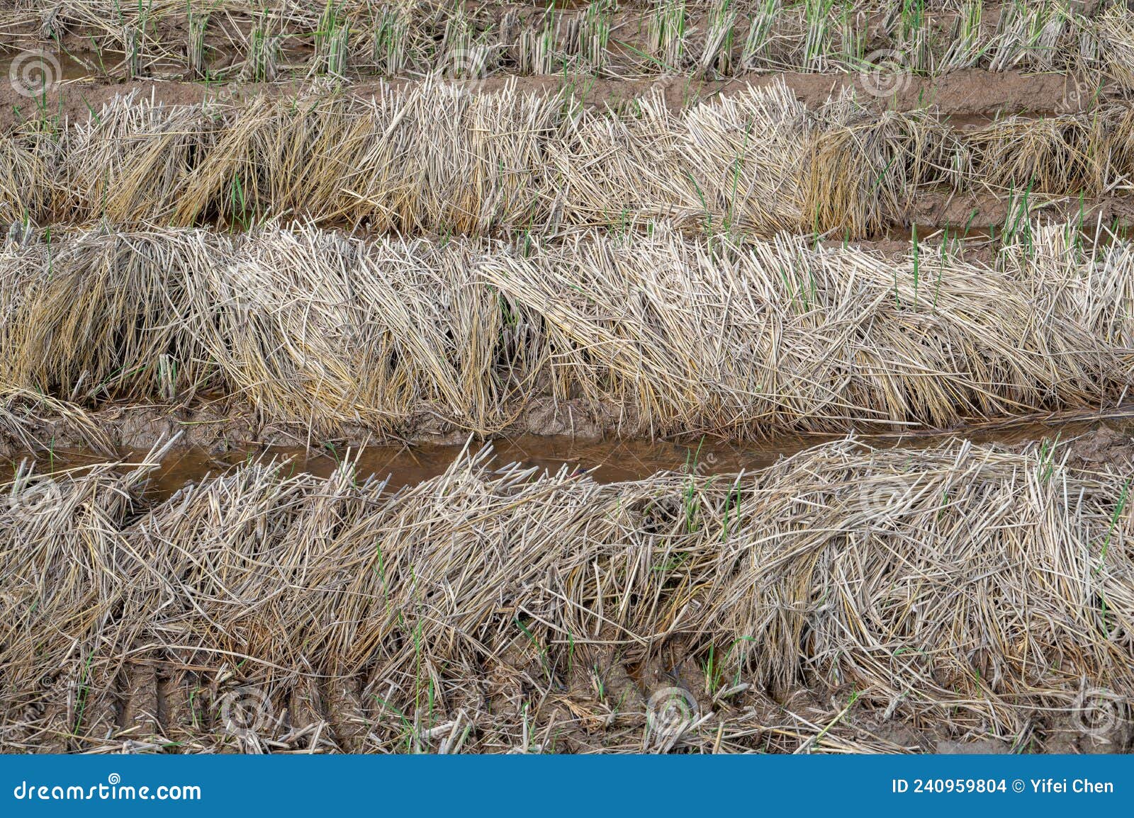 The Dried Straw Cut in the Field is Arranged on the Stem of the Field ...