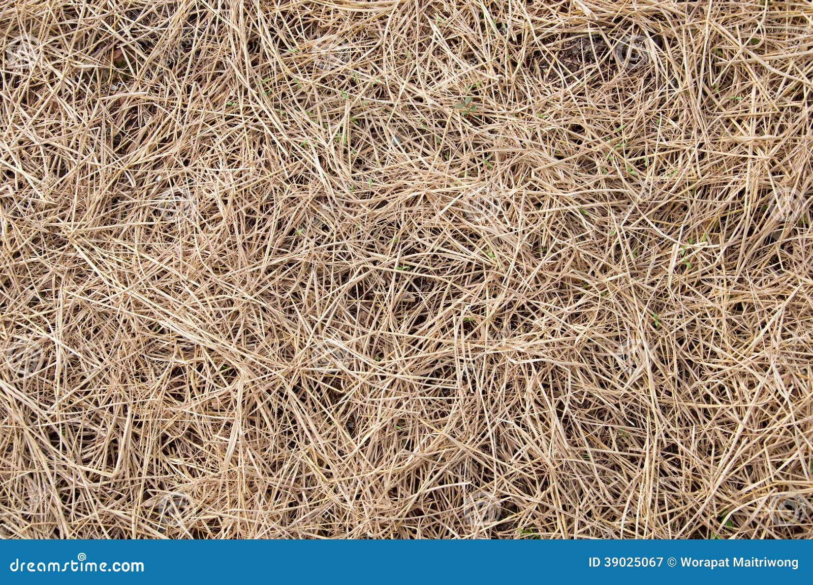 Straw Soil Crop Stock Photo | CartoonDealer.com #101441946