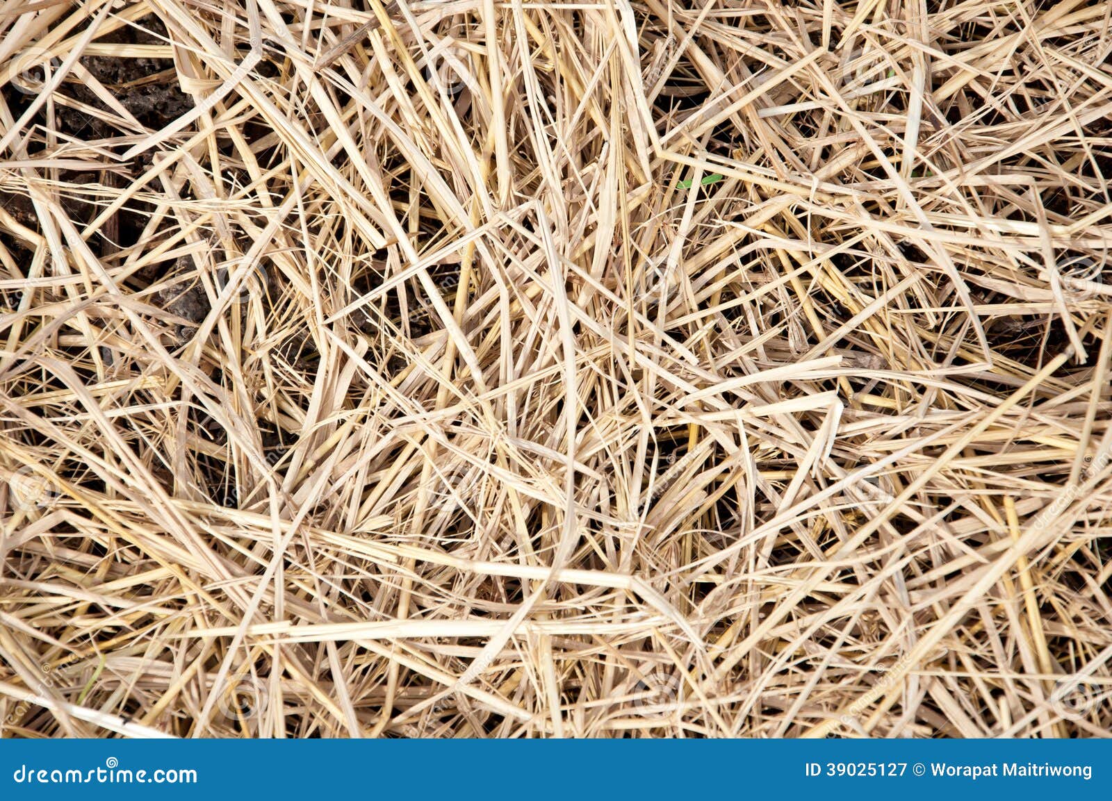 Dried Straw Plants Pack For Wall, Roof, Hut. Abstract Textured ...