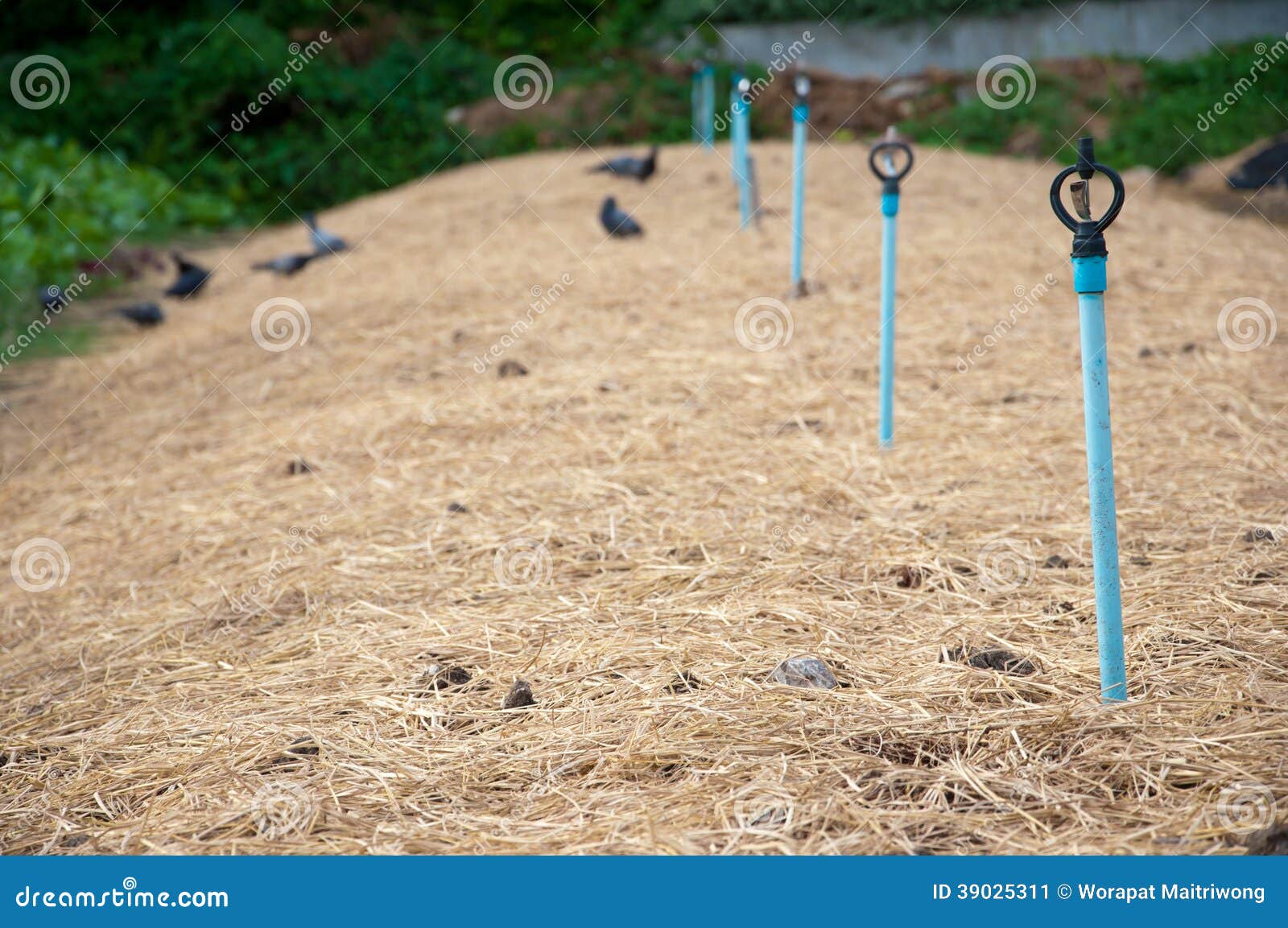 Dried straw over soil stock image. Image of field, horizon - 39025311