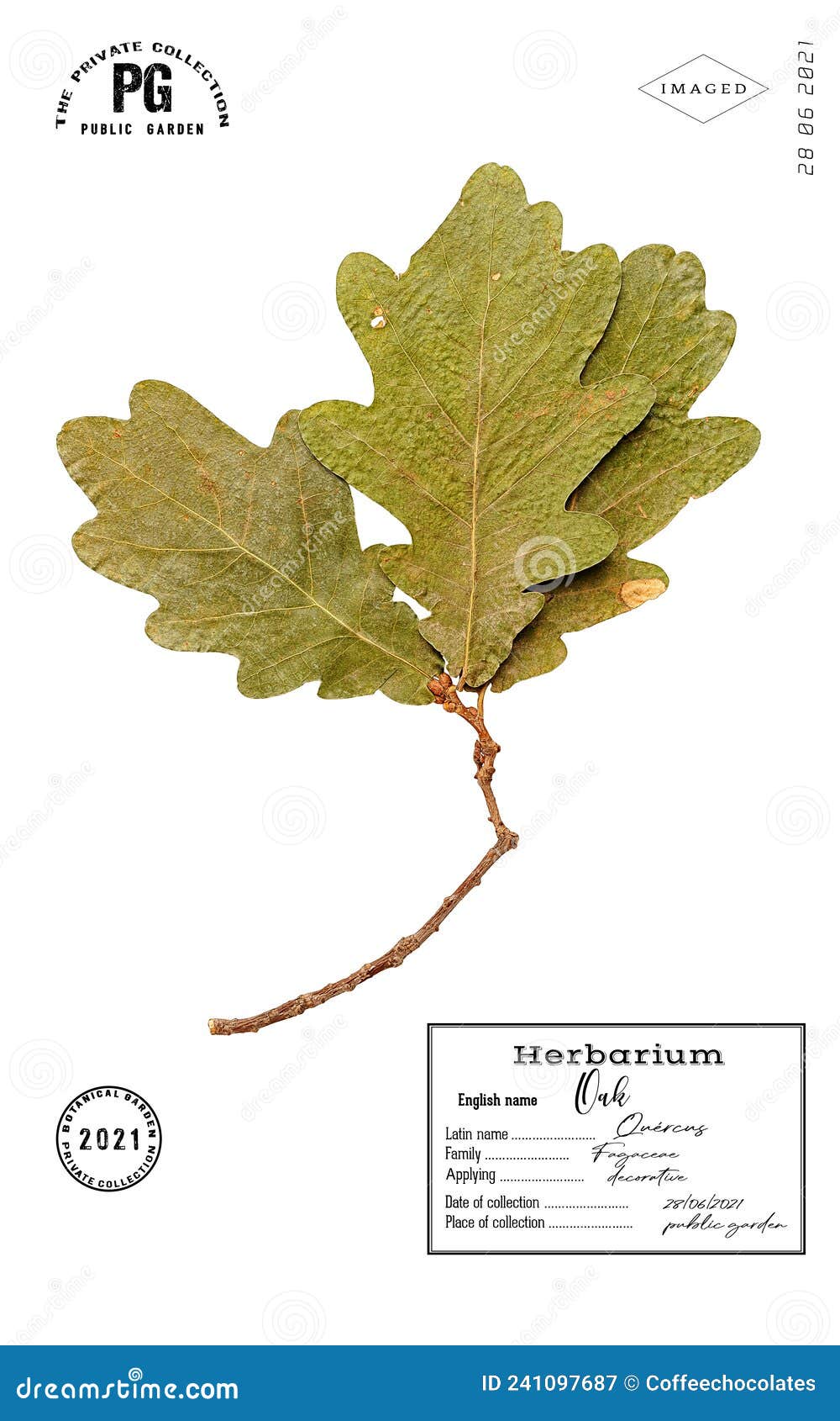 Oak Tree Branch Isolated on White Stock Image - Image of nature ...