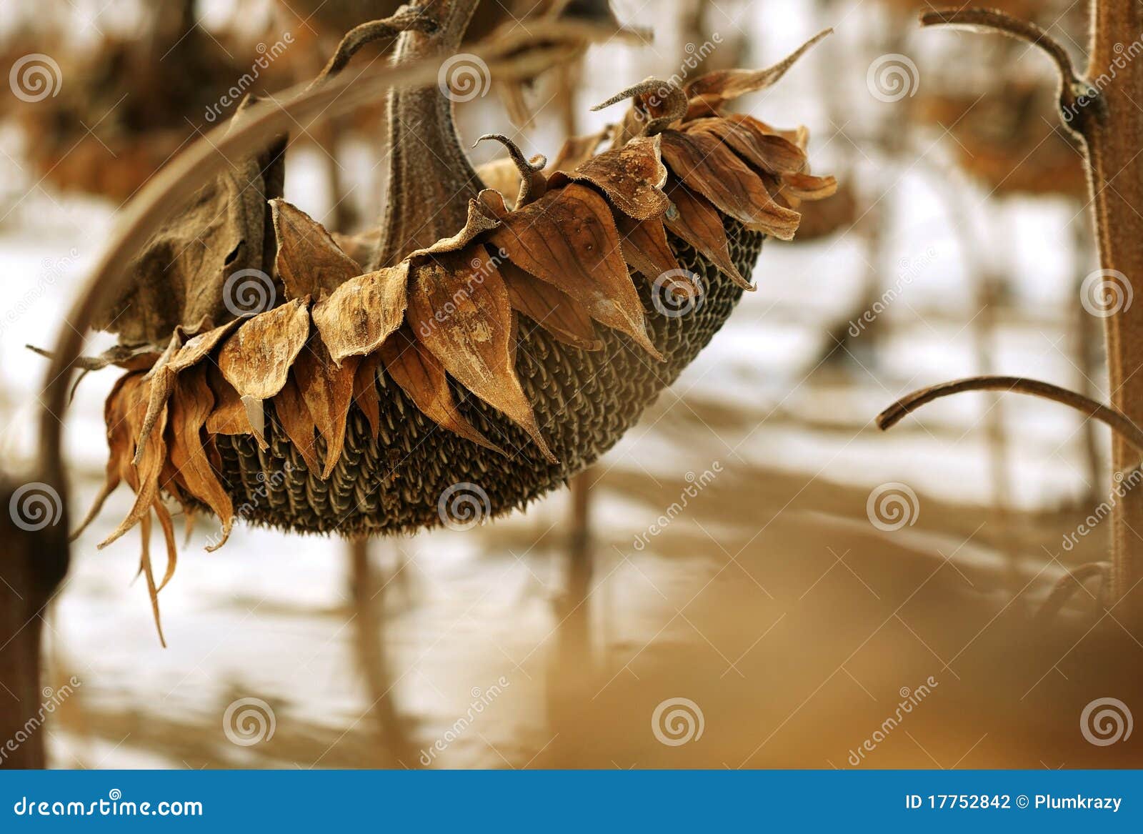 Dried Sunflower stock photo. Image of nutrition, agriculture - 17752842