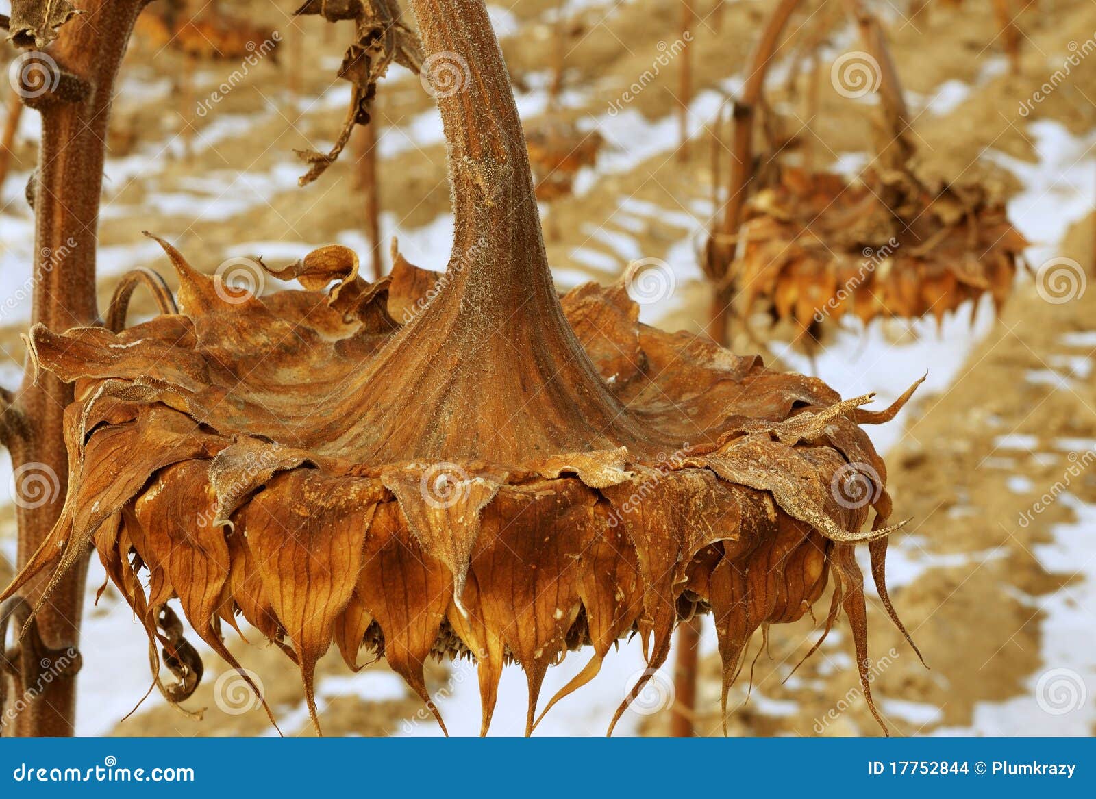 Dried Sunflower stock photo. Image of crop, diet, nature - 17752844