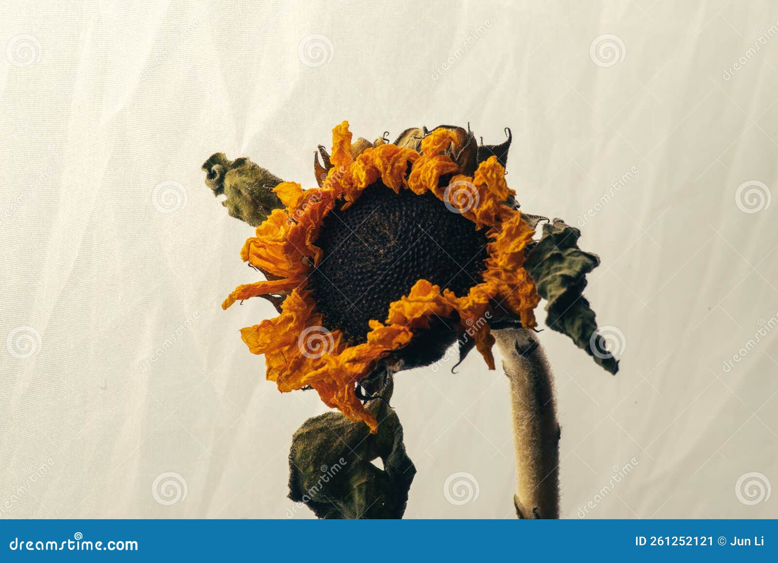 Dried Sunflower Isolated on White Stock Image - Image of garden, shot ...