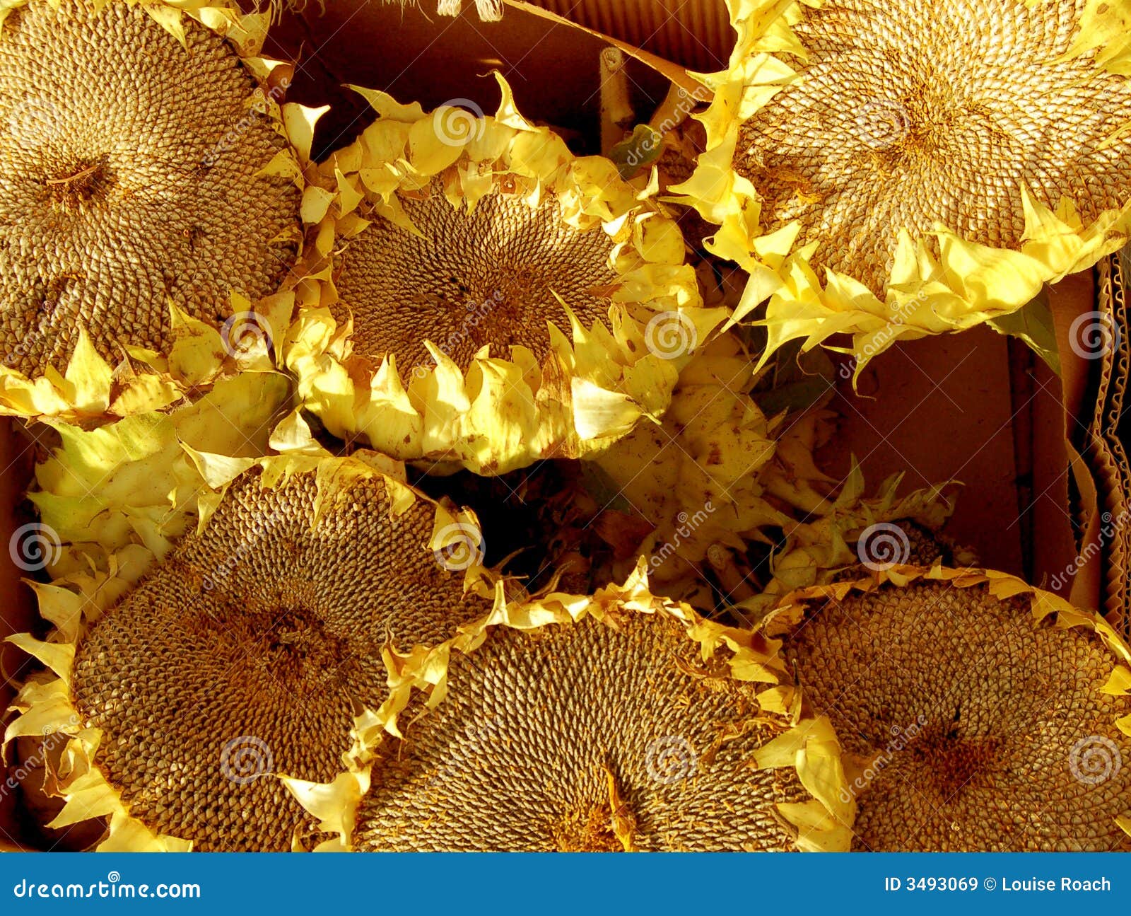 Dried Sunflowers stock image. Image of bloom, flowers - 3493069