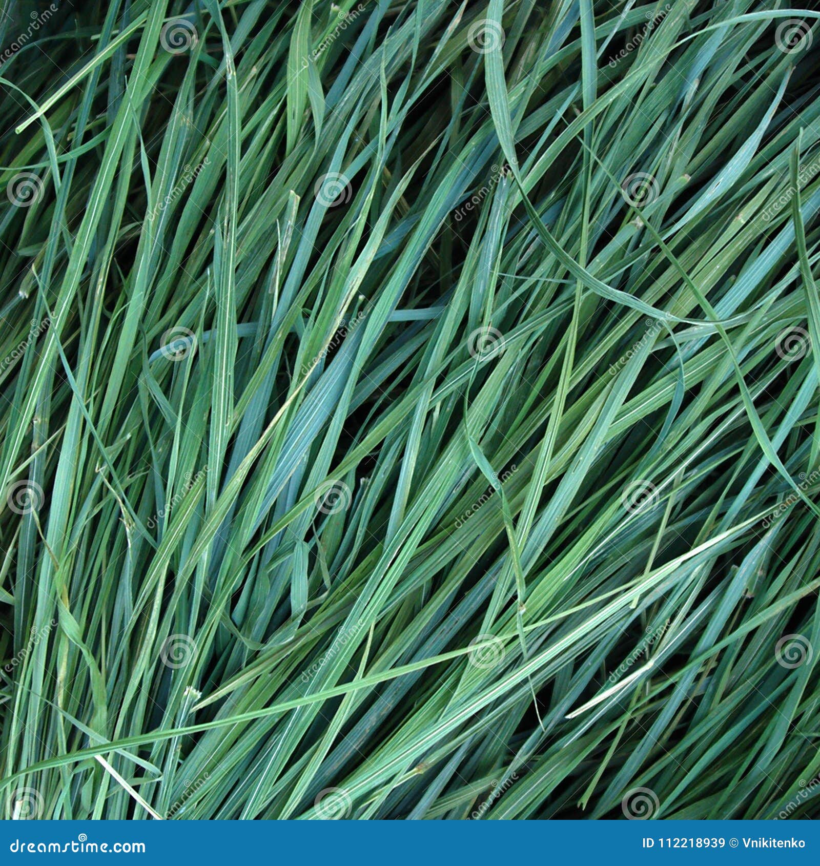 Dried Sweetgrass As Background Stock Image - Image of detail ...