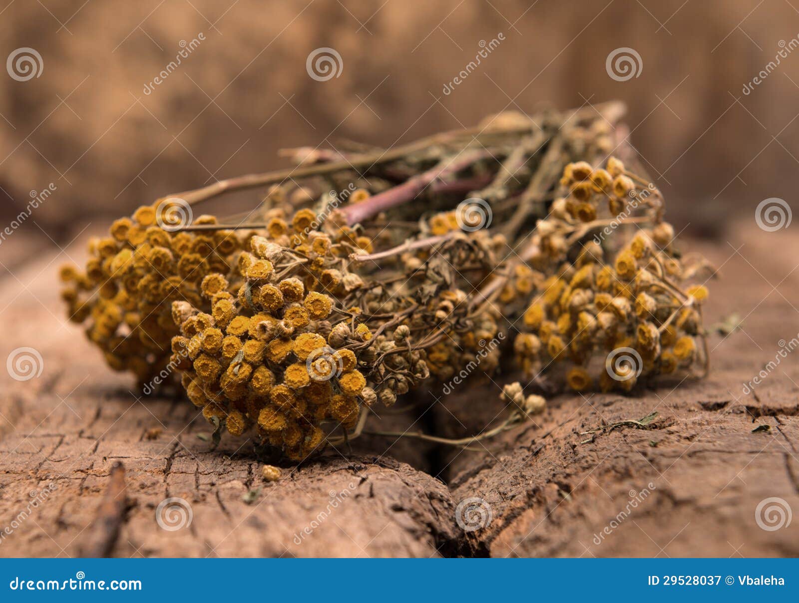 Dried tansy branches stock image. Image of medicine, dried - 29528037