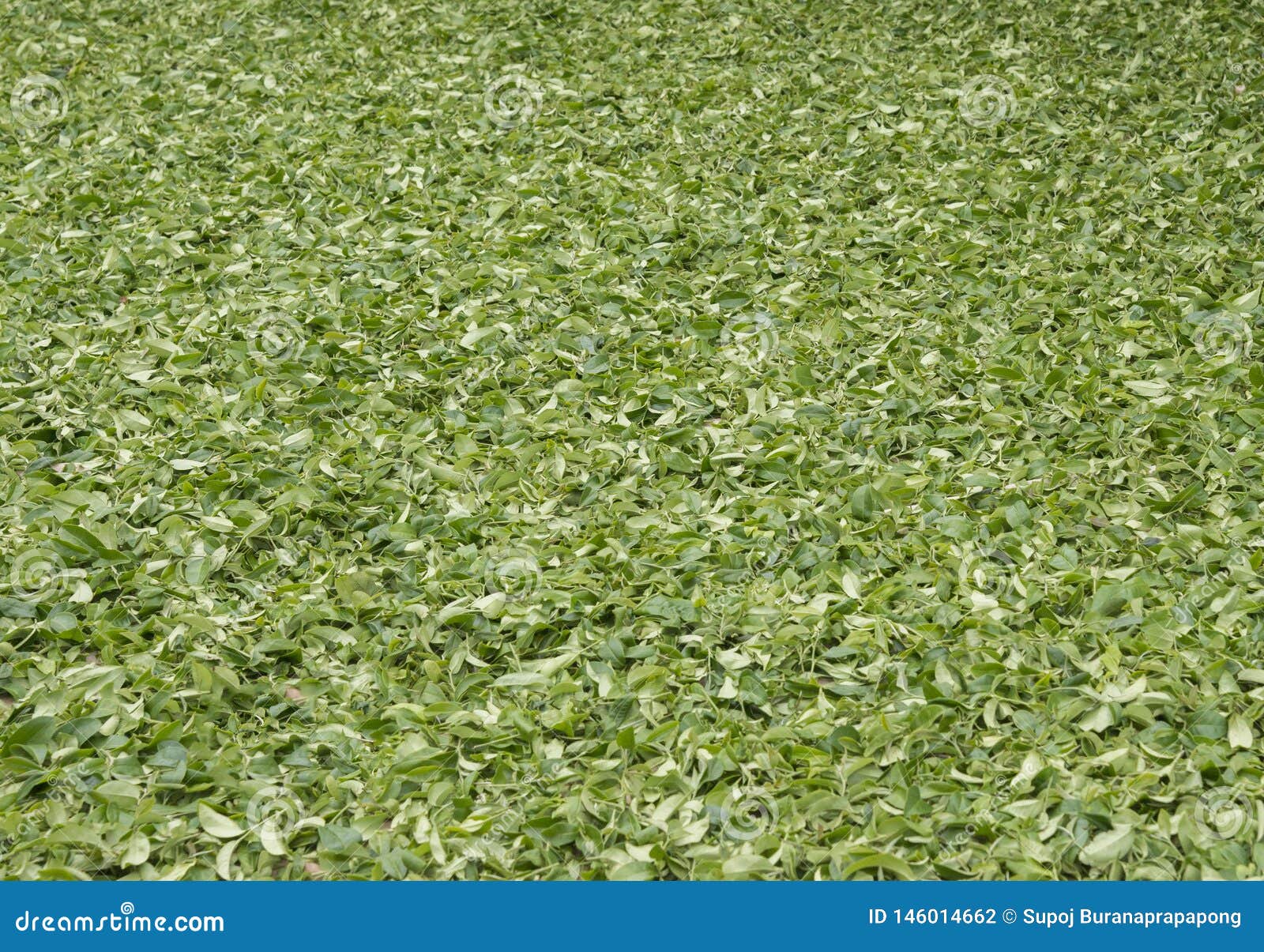Dried Tea Leaves Process Under Sunshine Prepare for Tea Production ...