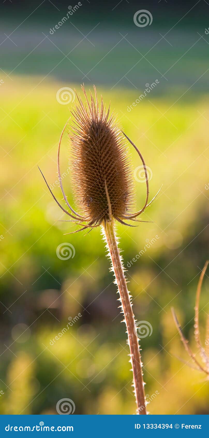 Dried Teasel Seedheads In A Field Stock Photography | CartoonDealer.com ...