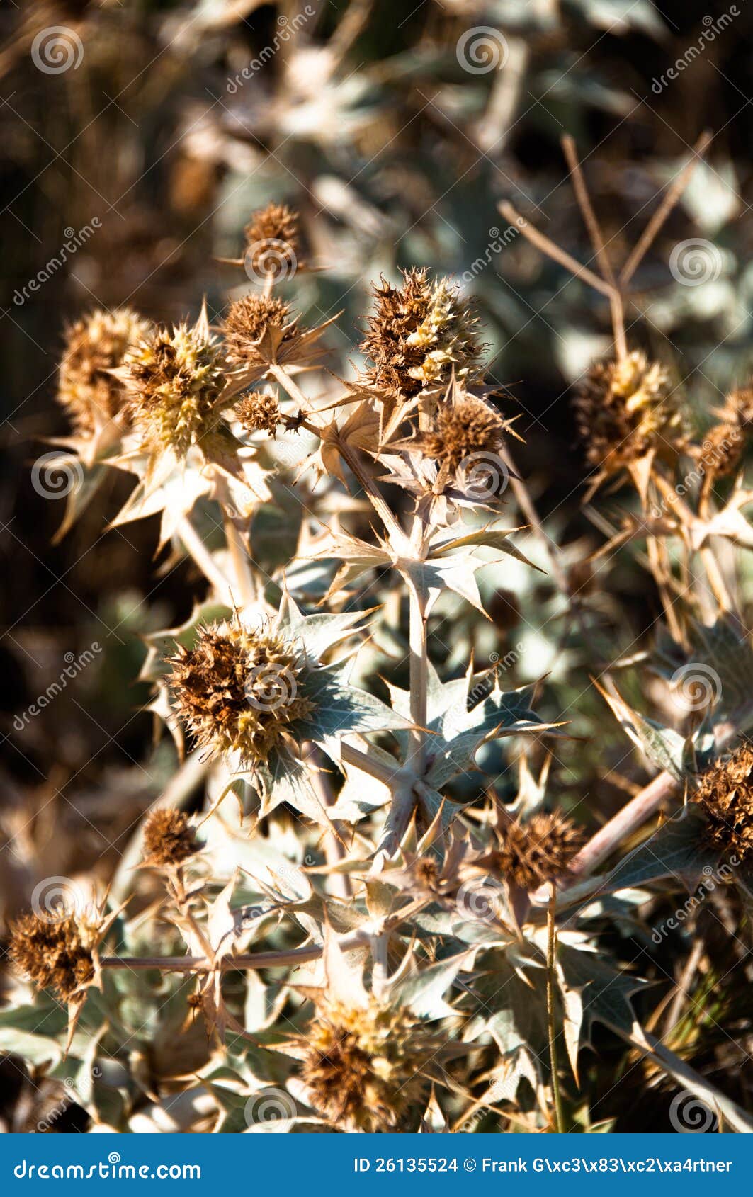 Dried Thistle stock photo. Image of macro, natural, field - 26135524