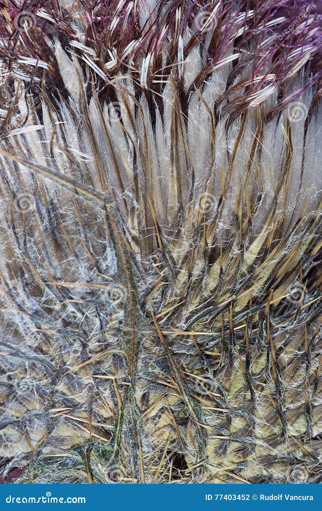 Dried thistle abstraction stock photo. Image of floral - 77403452