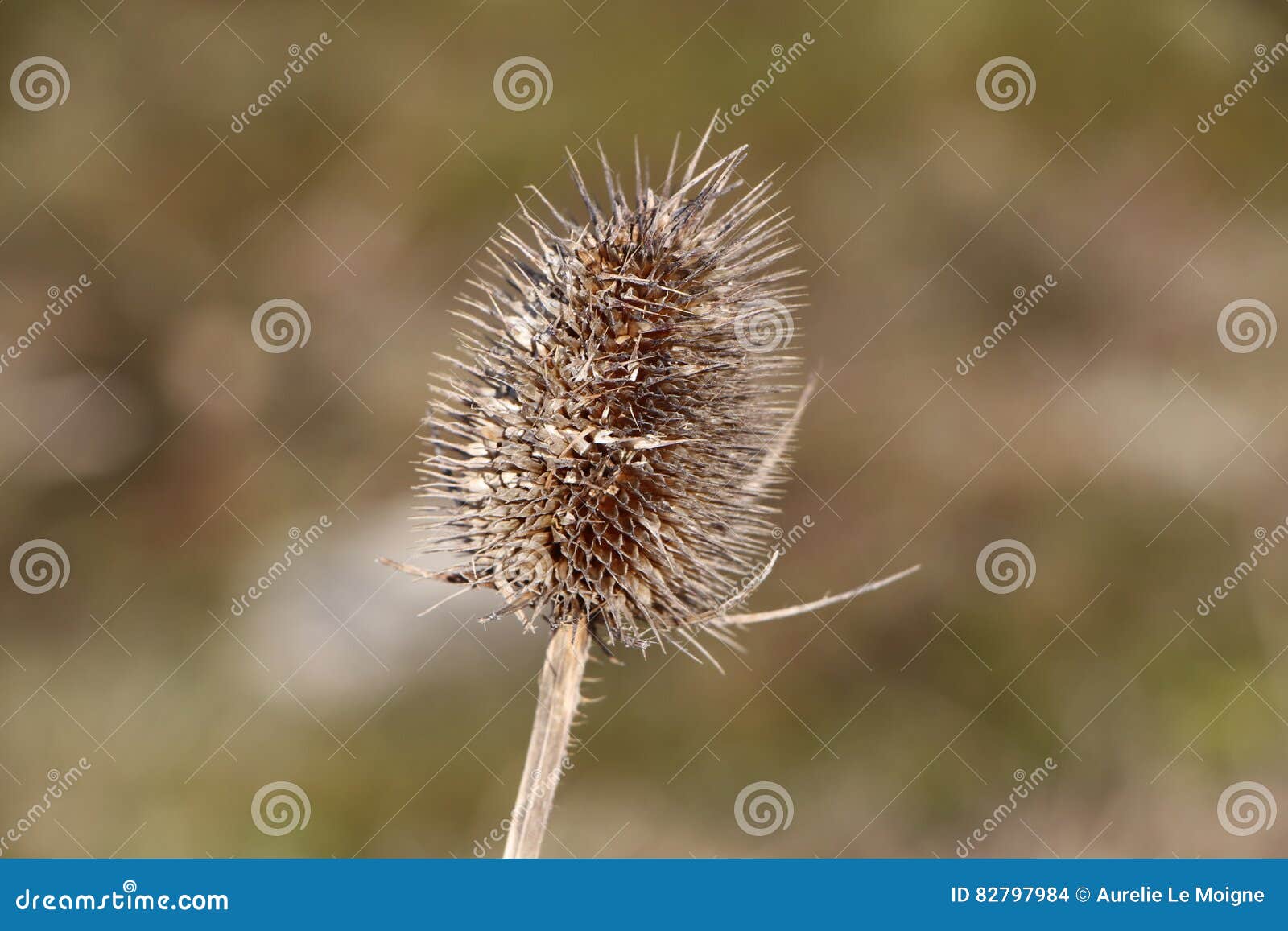 Dried thistle flower stock photo. Image of plant, wild - 82797984