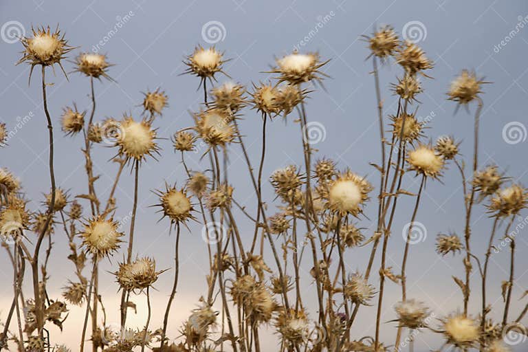 Dried Thistle Plants in Tuscany. Stock Photo - Image of focus ...