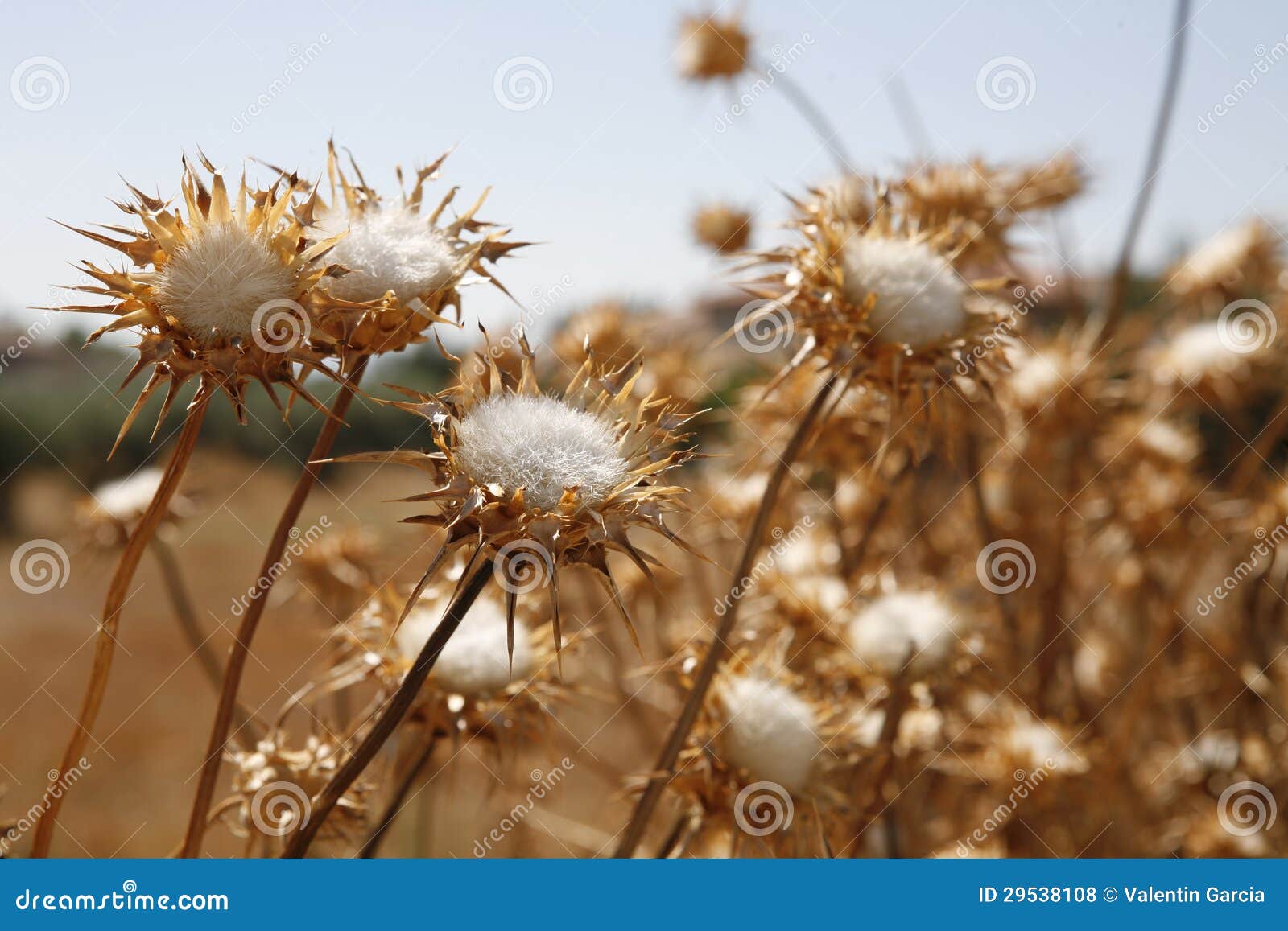 Dried thistles stock photo. Image of landscape, thistles - 29538108