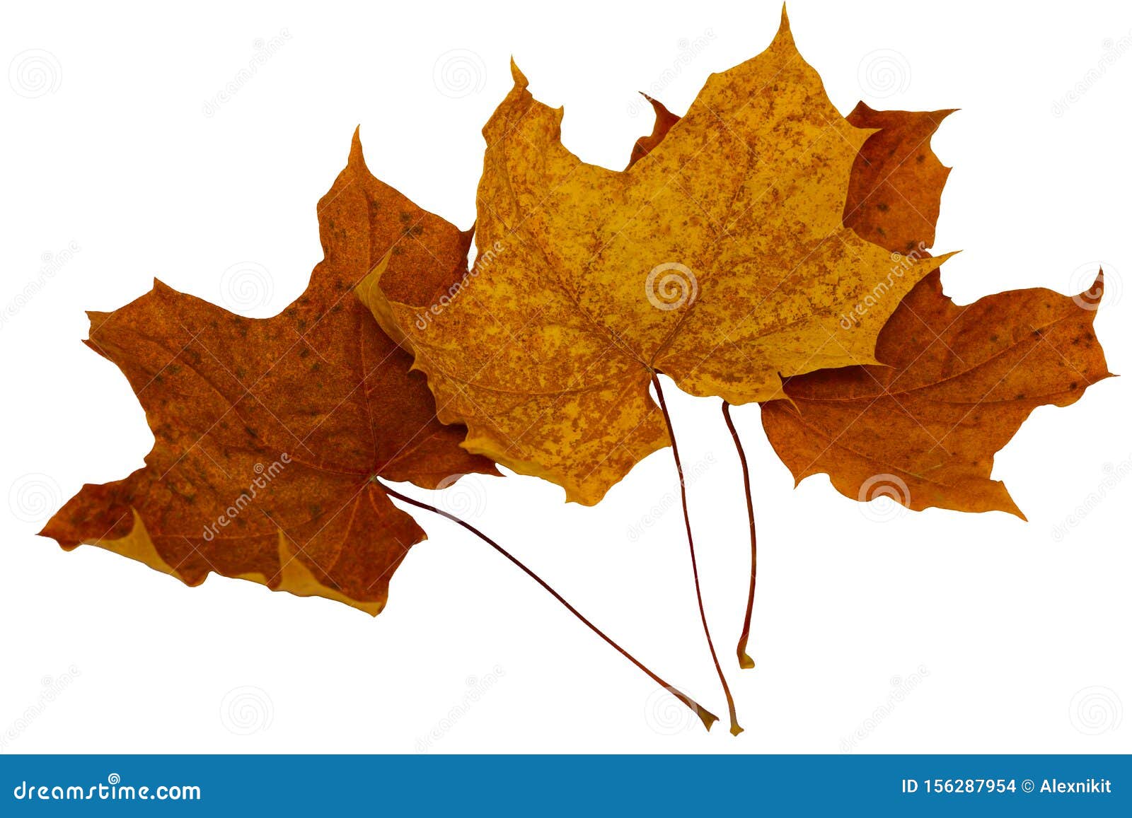 Dried Three Bright Brown Maple Leaves Stock Photo - Image of brown ...