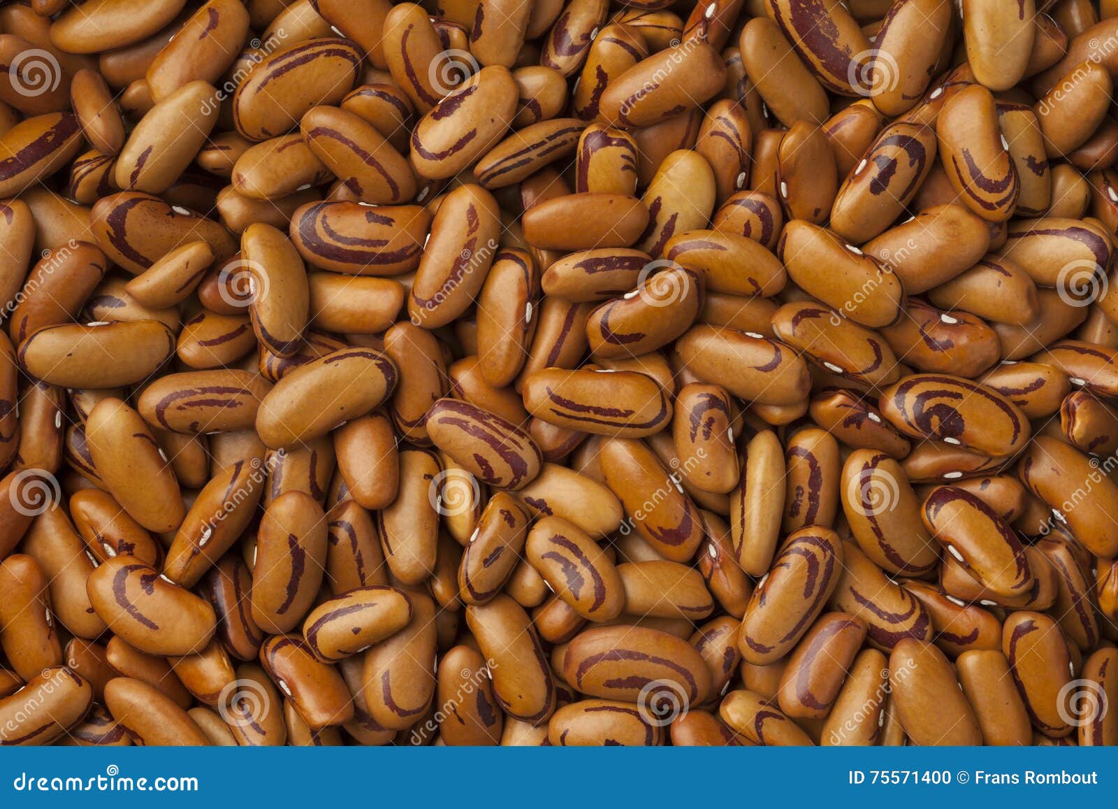 Dried tigers eye beans stock photo. Image of frame, ingredient - 75571400