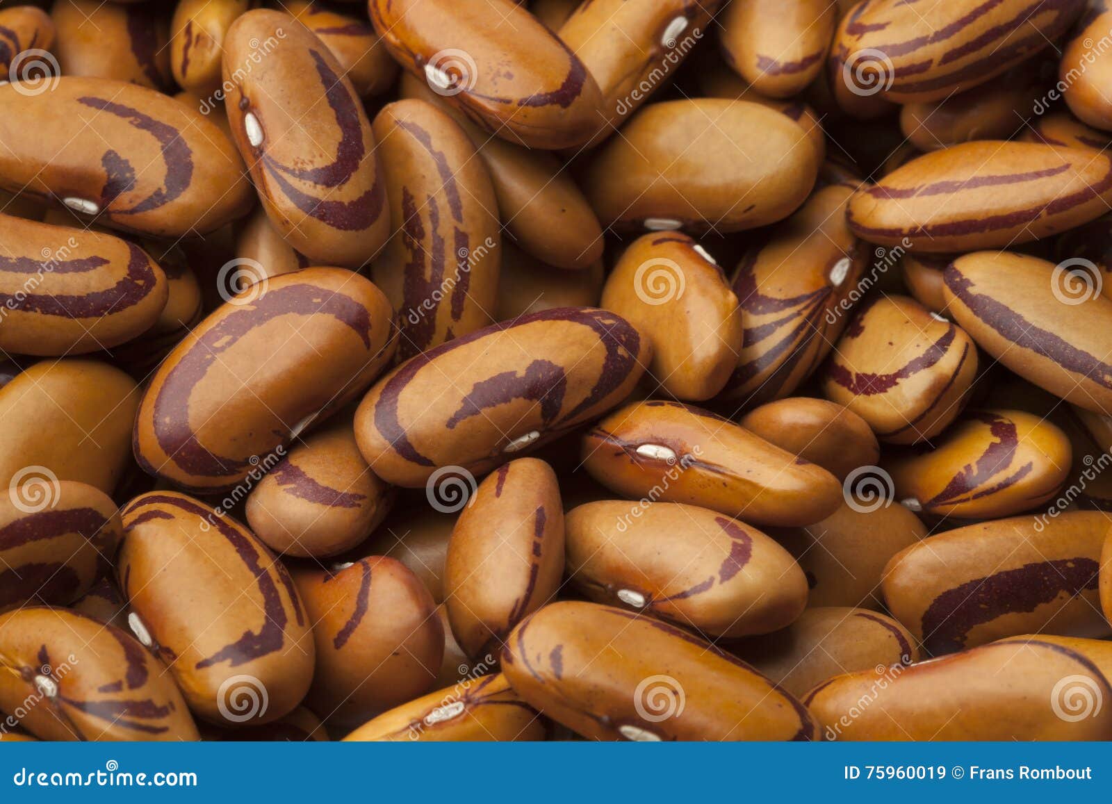 Dried Tigers eye beans stock image. Image of mexican - 75960019