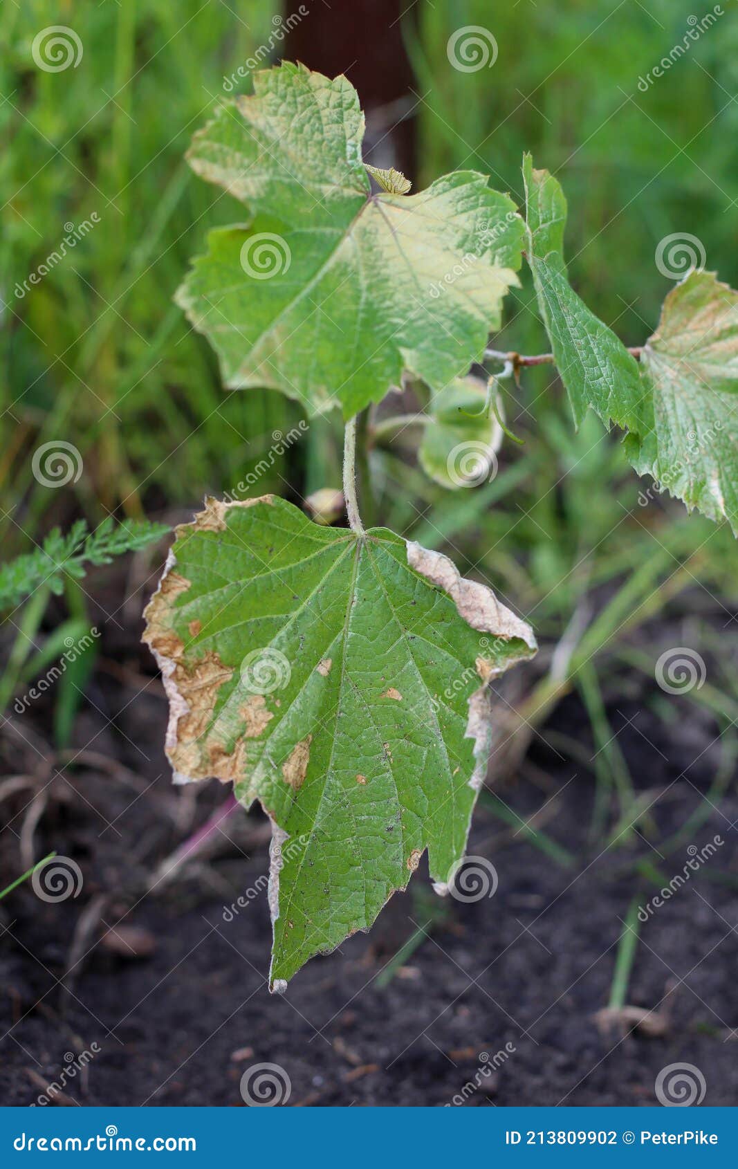 Dried Tips of the Leaves of a Young Grape Seedling. Diseases of the ...