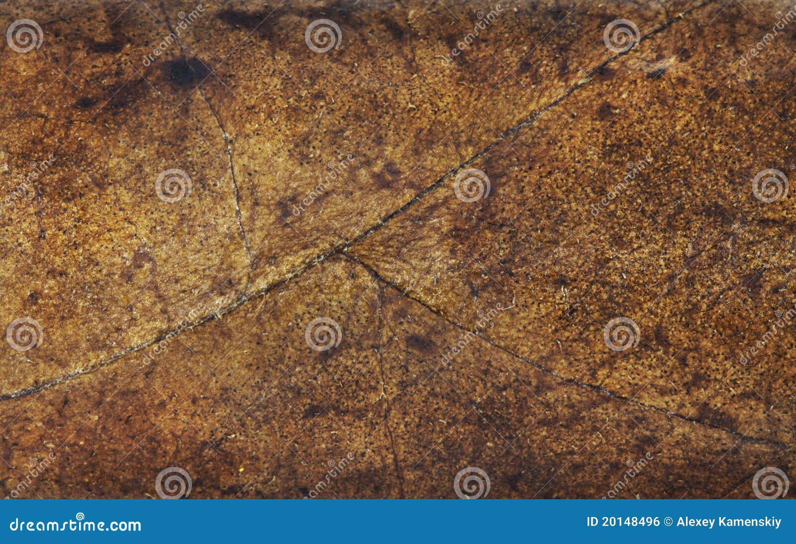 Dried tobacco leaf pattern stock photo. Image of elitist - 20148496