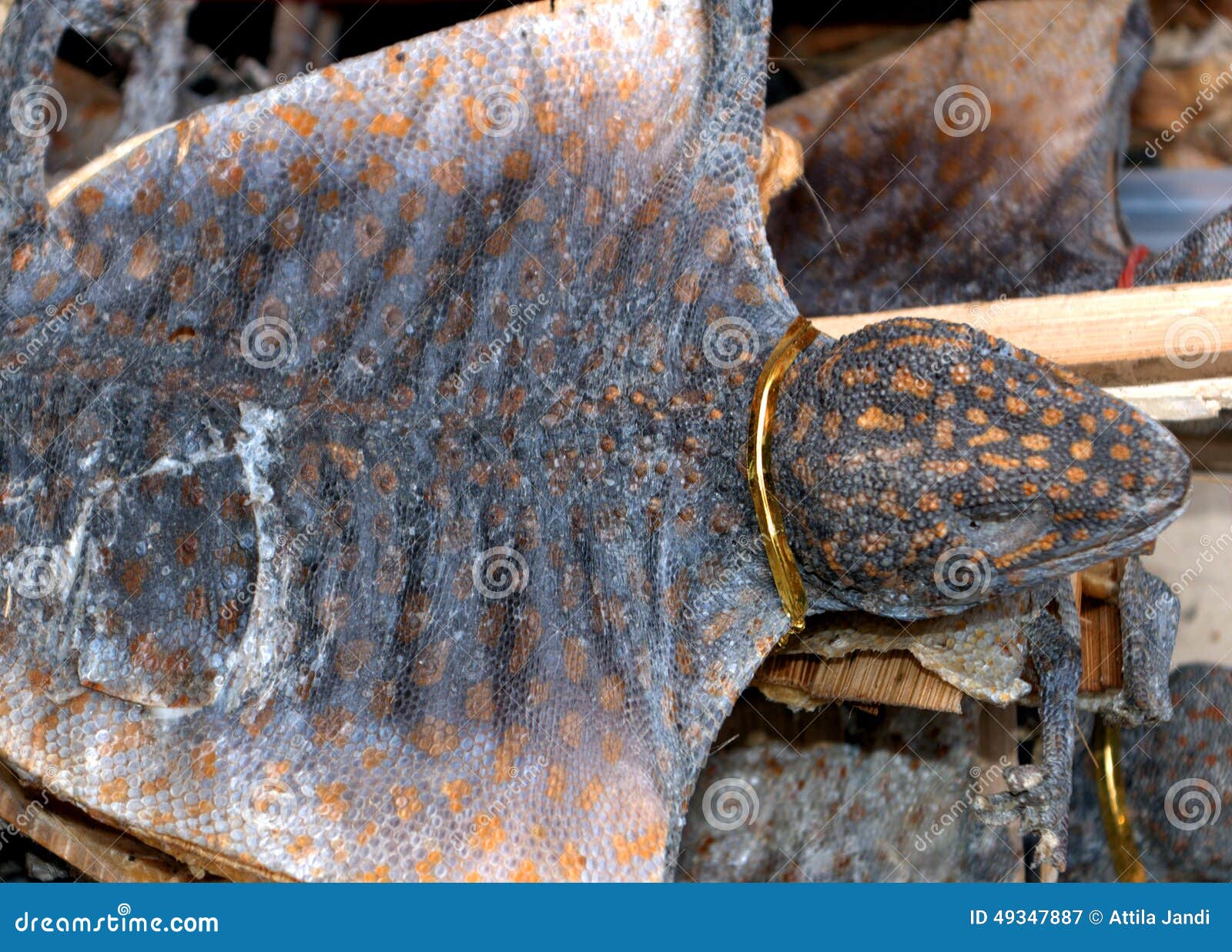 Tocke Gecko Stock Photos - Free & Royalty-Free Stock Photos from Dreamstime