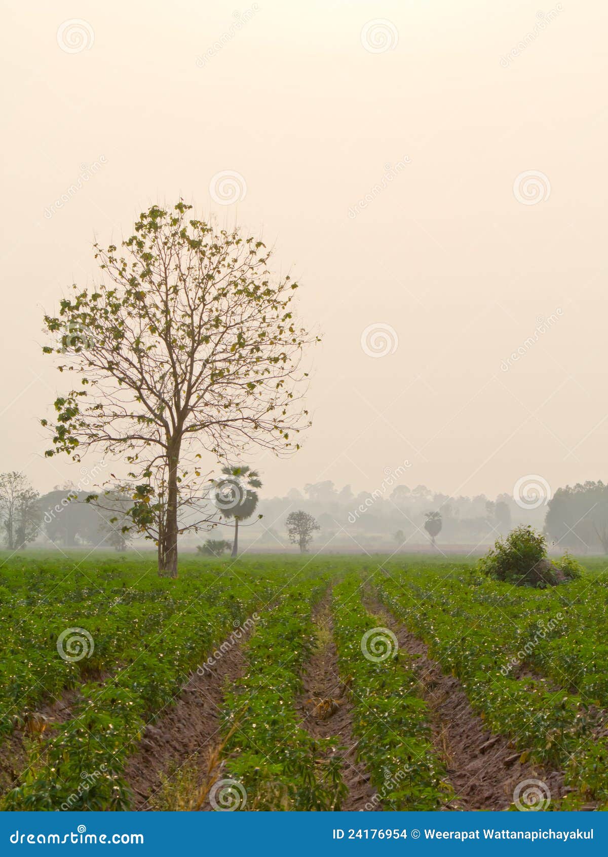 Dried tree stock photo. Image of cassava, cultivate, growing - 24176954