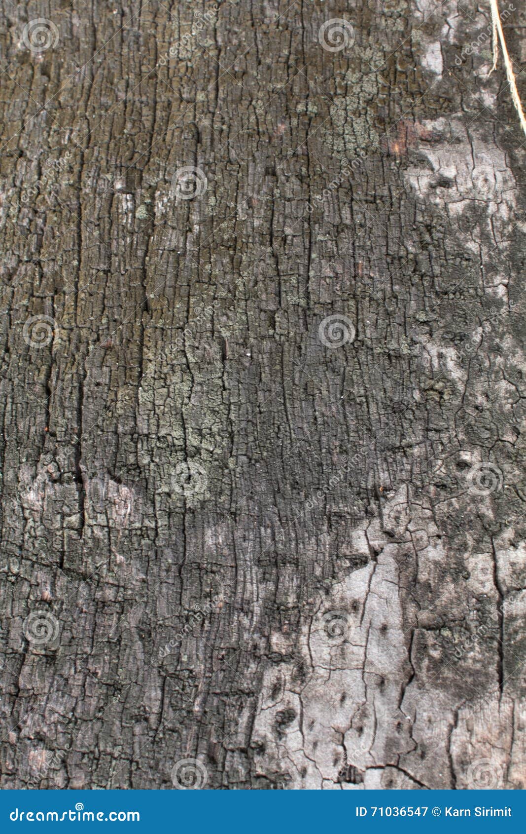 Dried tree bark stock image. Image of natural, textured - 71036547