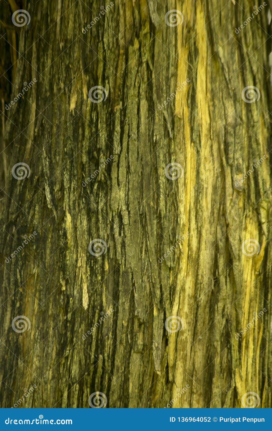 Dried Tree Bark on the Trunk Stock Photo - Image of close, detail ...