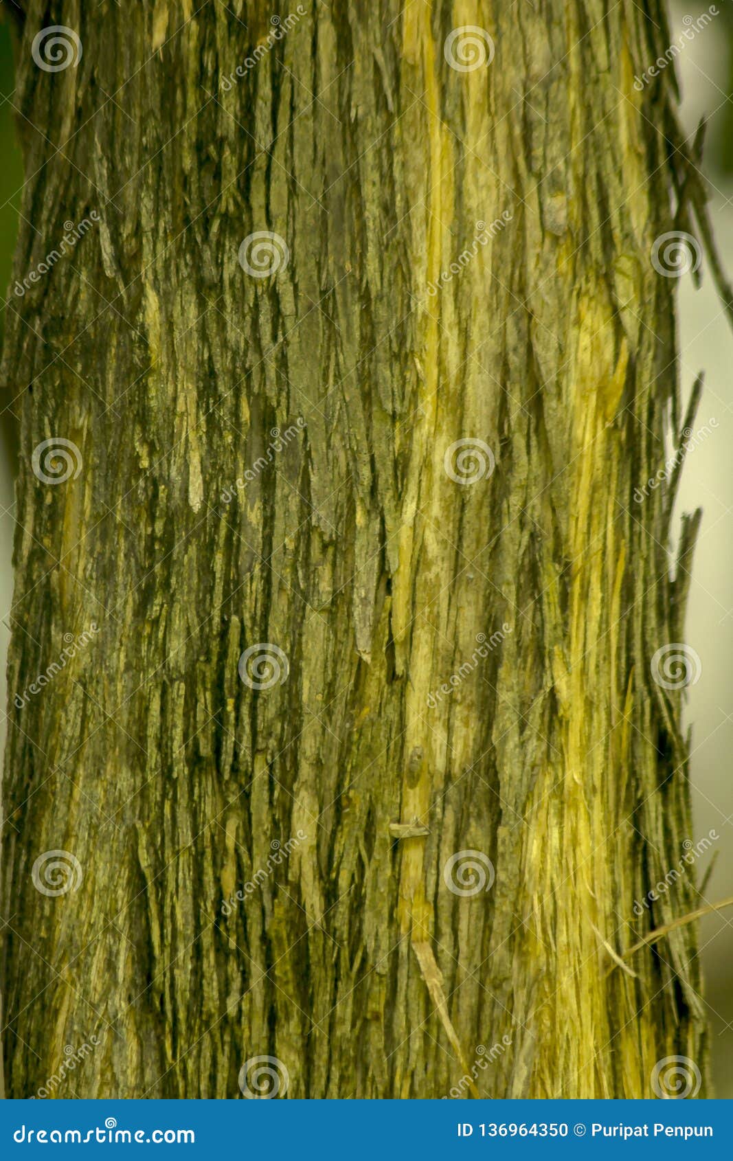 Dried Tree Bark on the Trunk Stock Photo - Image of dirty, grain: 136964350