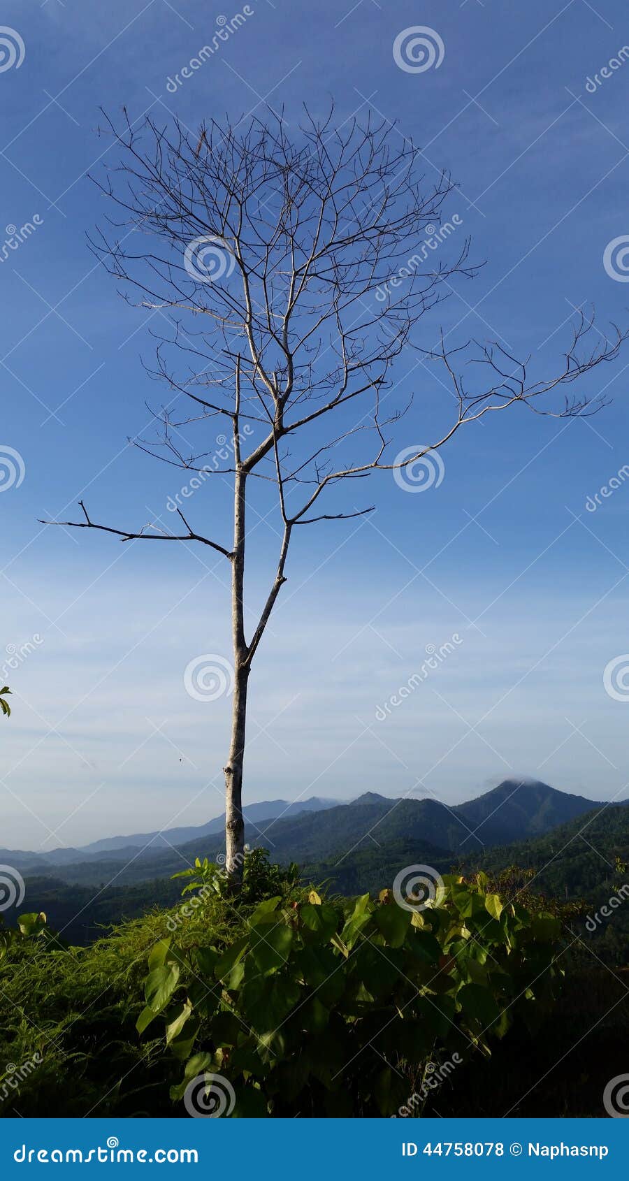 Dried tree stock photo. Image of beautiful, sunrise, dried - 44758078
