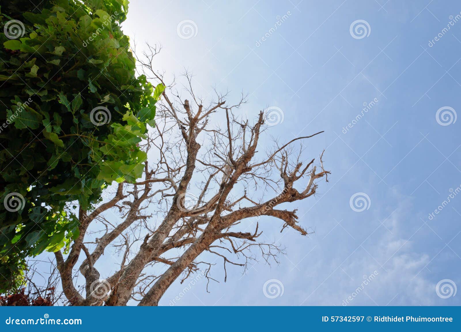 Dried tree. stock image. Image of piece, organic, aging - 57342597