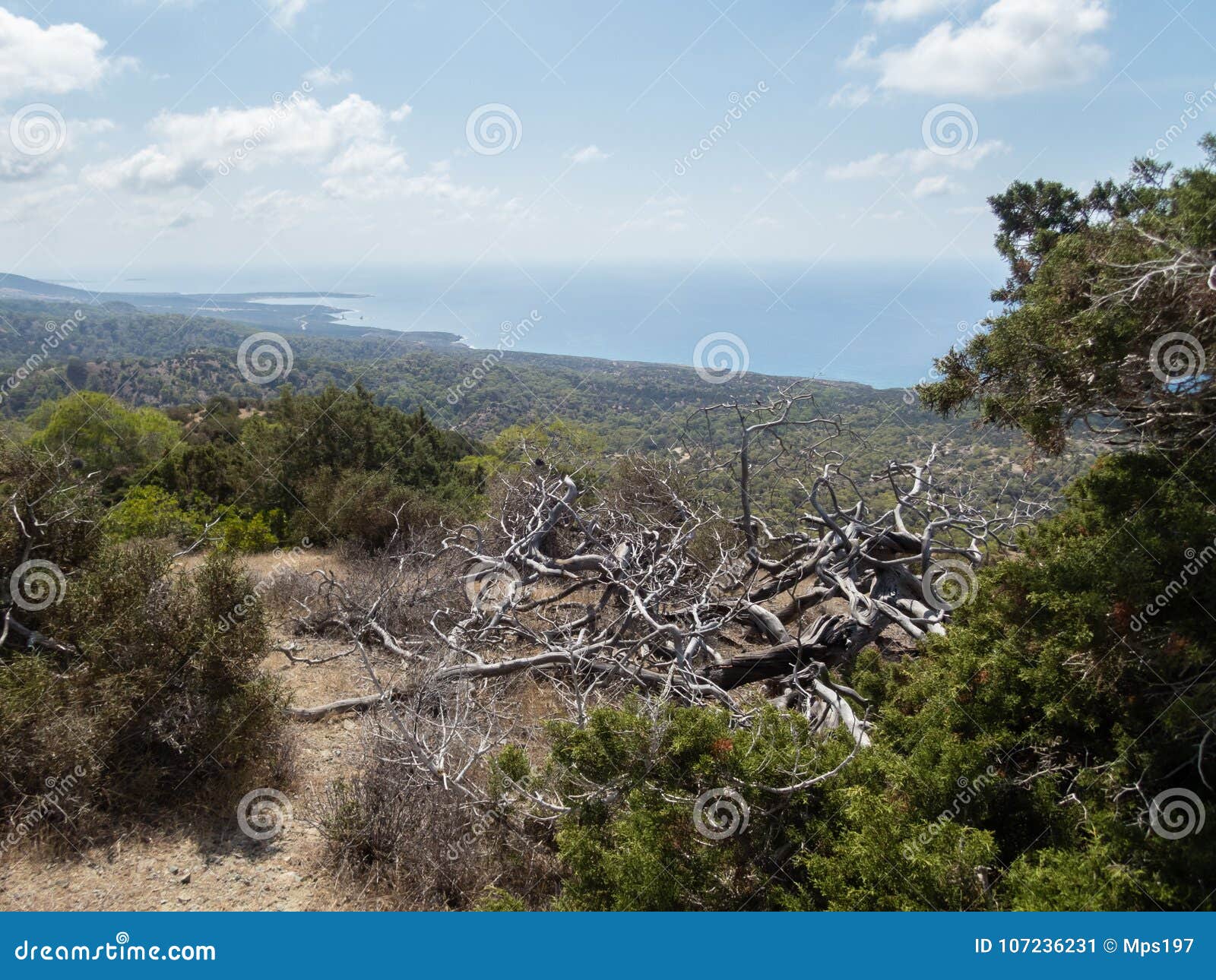 Dried Tree Branches At Akamas, Cyprus Stock Image - Image of cyprus ...