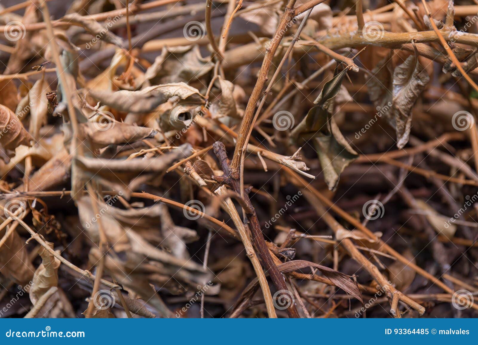 Dried tree branches stock image. Image of detail, spring - 93364485
