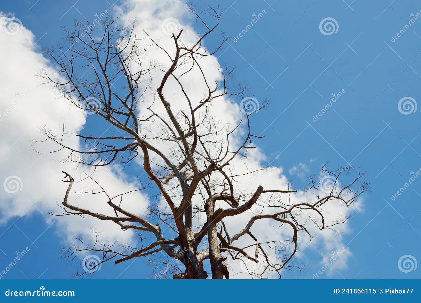 Dried Tree with Clouds and Blue Sky Stock Image - Image of scene ...