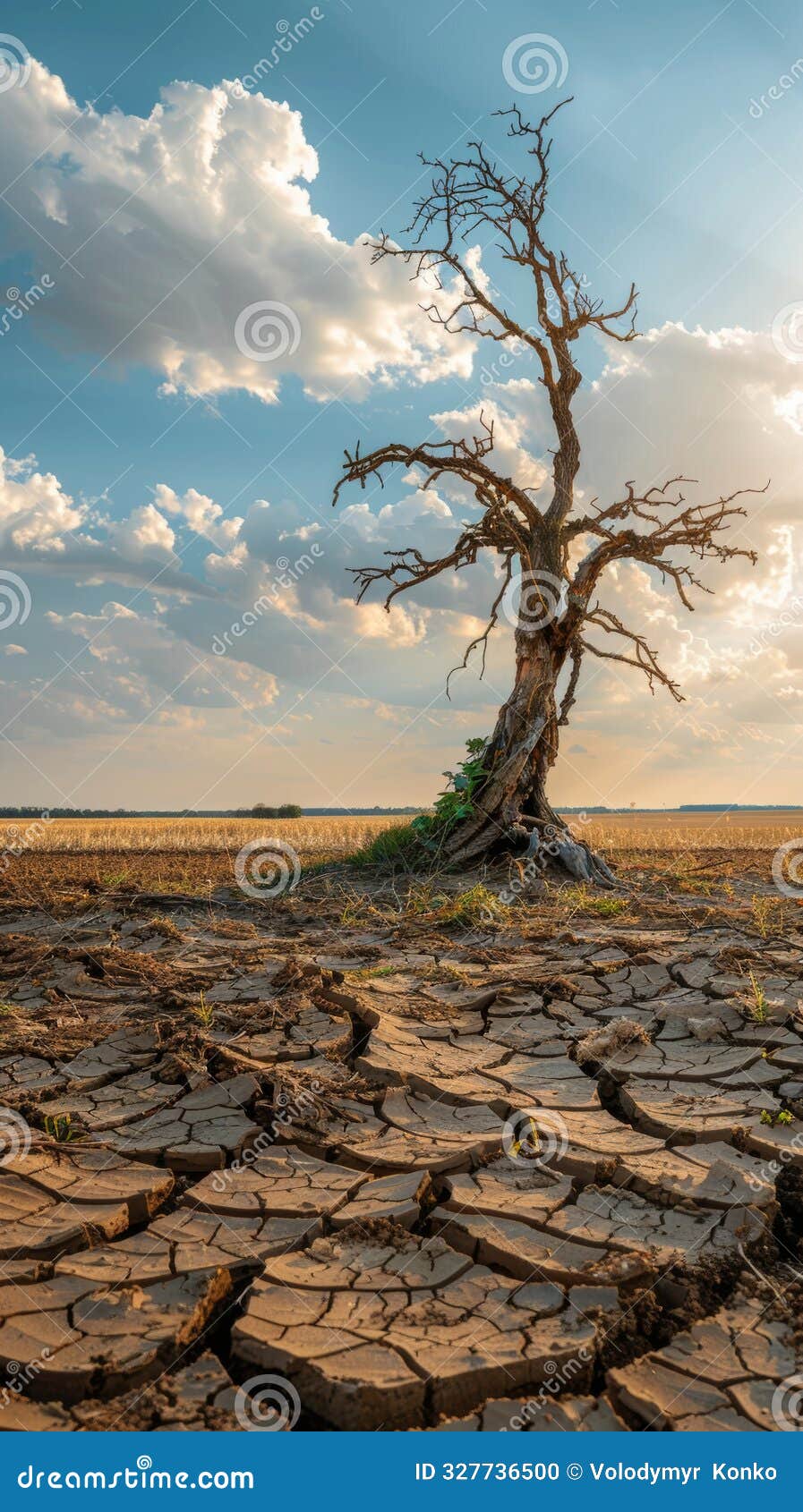 Dried Tree and Cracked Earth Under a Blue Sky with Clouds, Landscape of ...