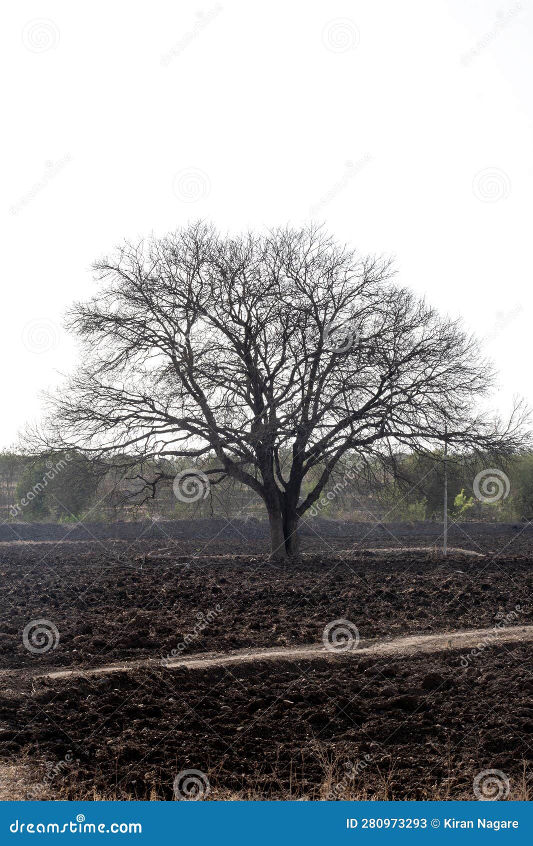 Dried Tree, Dead Tree Isolated with White Background Stock Image ...