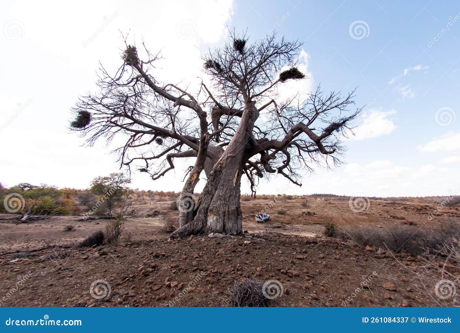 Dried Tree in a Deserted Area Stock Image - Image of desert, summer ...