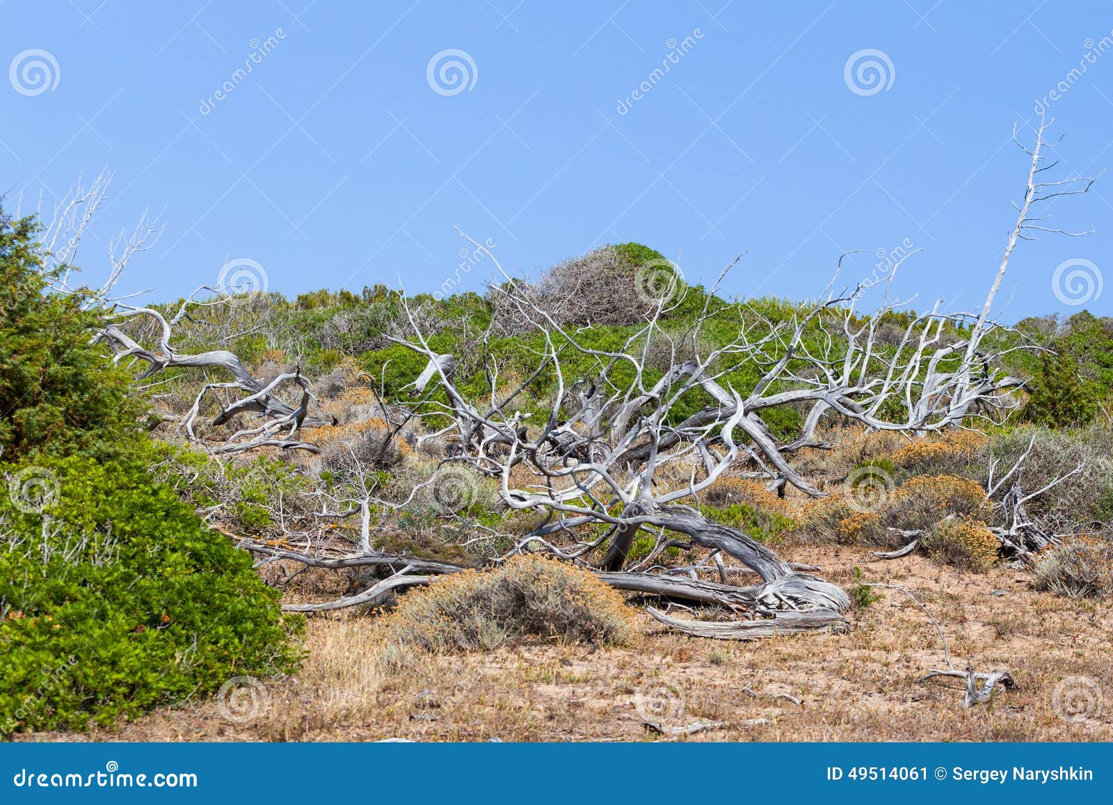 Dried tree stock image. Image of hill, nature, desert - 49514061