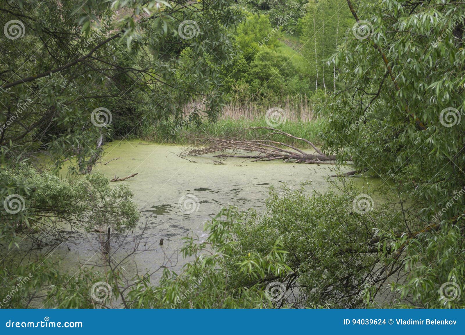 The Dried Tree Fell into the Swamp Stock Photo - Image of march ...