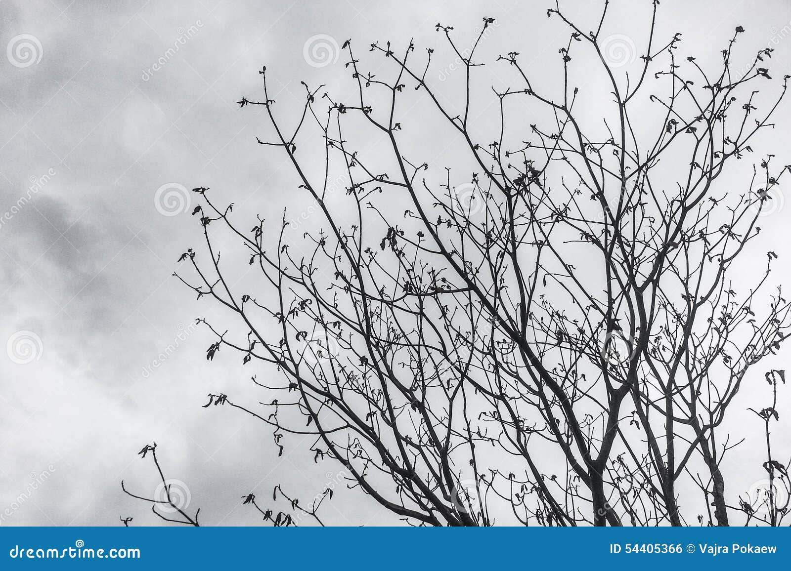 Dried tree stock photo. Image of grayscaled, tree, sorrow - 54405366