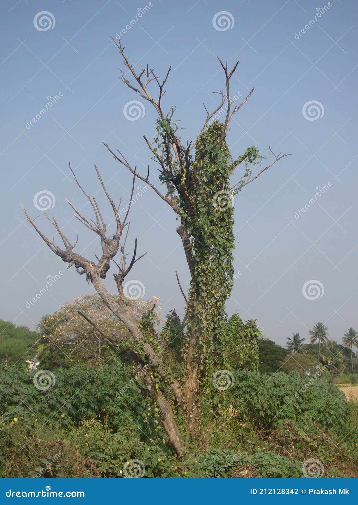 Dried Tree with Green Creeper Stock Photo - Image of covering, grass ...