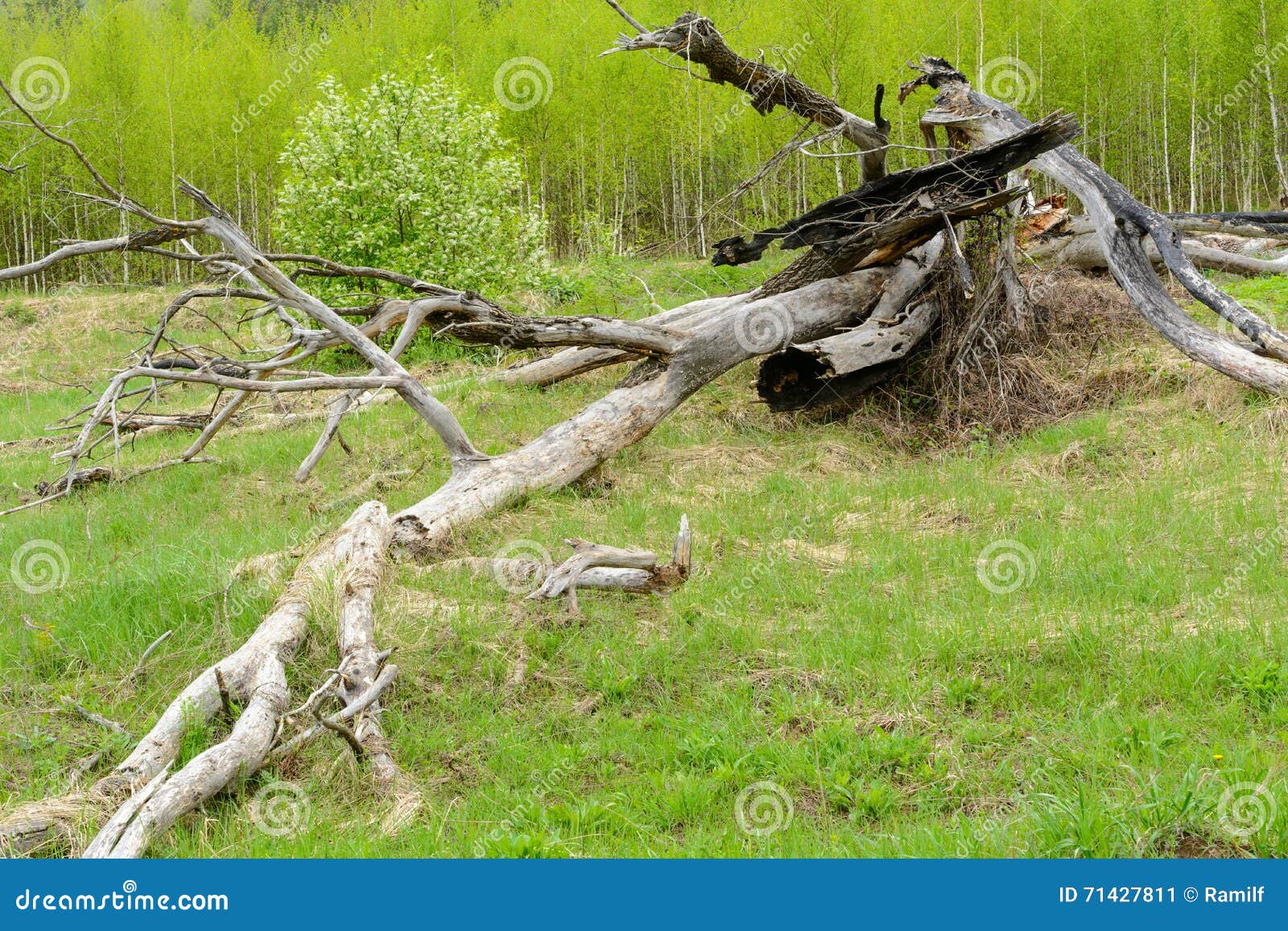 Dried Tree on the Green Grass Stock Image - Image of grass, woods: 71427811