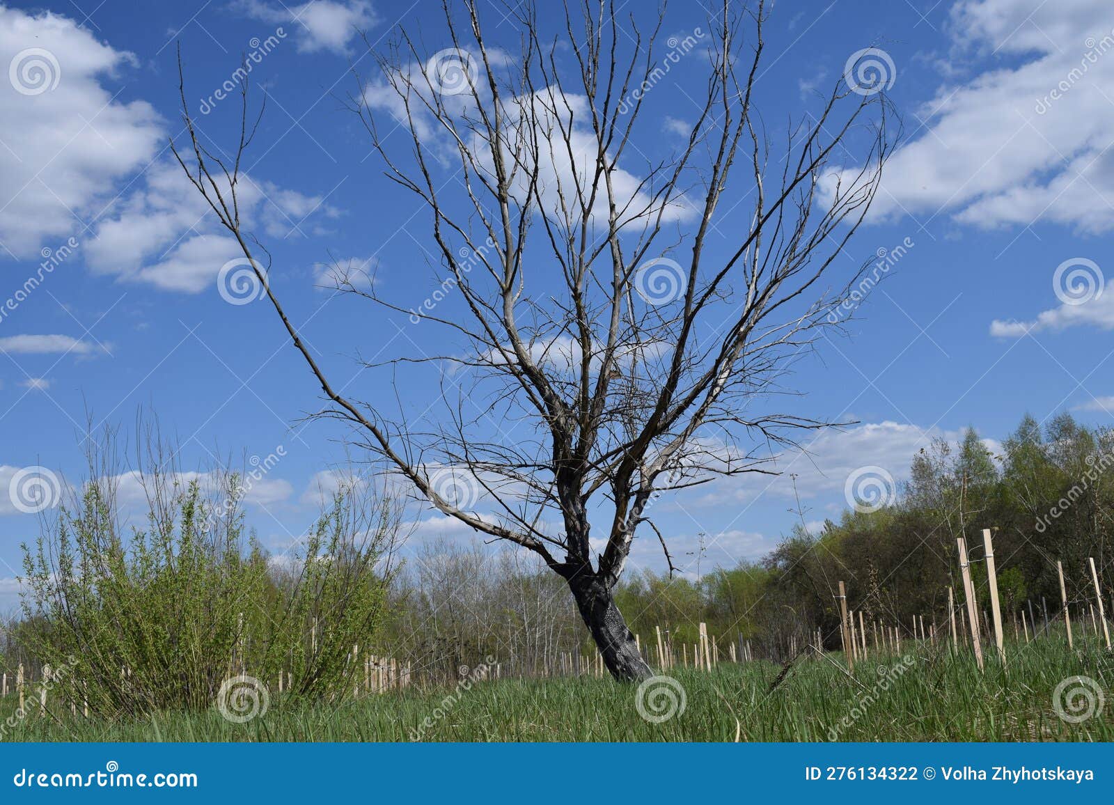 Dried Tree on the Lawn with New Planted Trees in Sunny Weather Stock ...